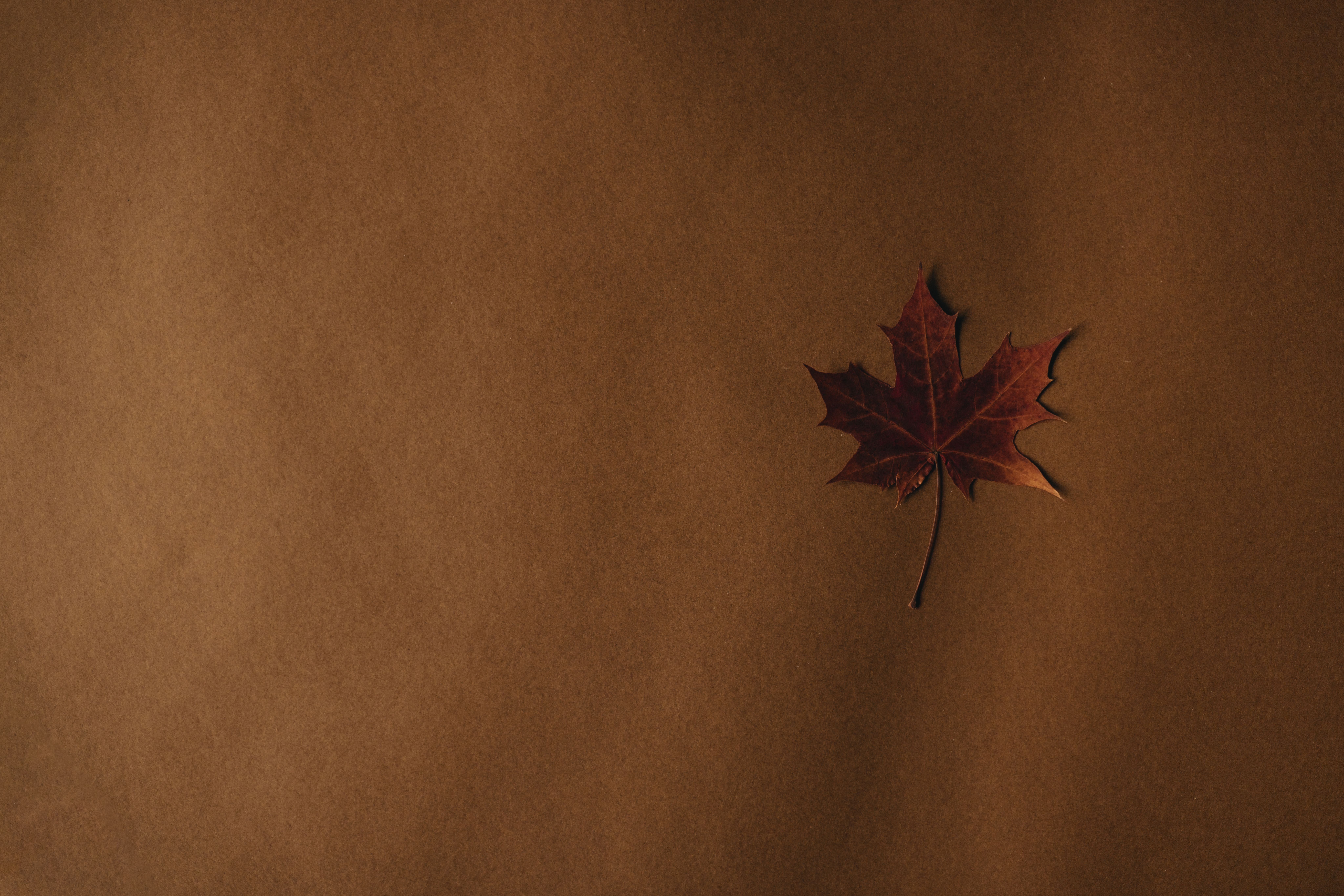 Fallen Leaf on Brown Paper · Free Stock Photo