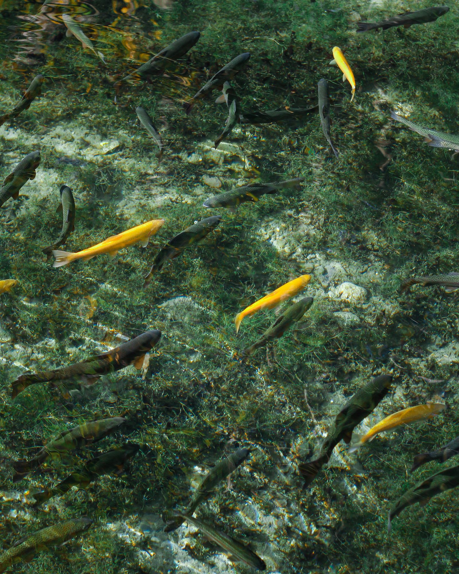 Trout Photos, Download The BEST Free Trout Stock Photos & HD Images
