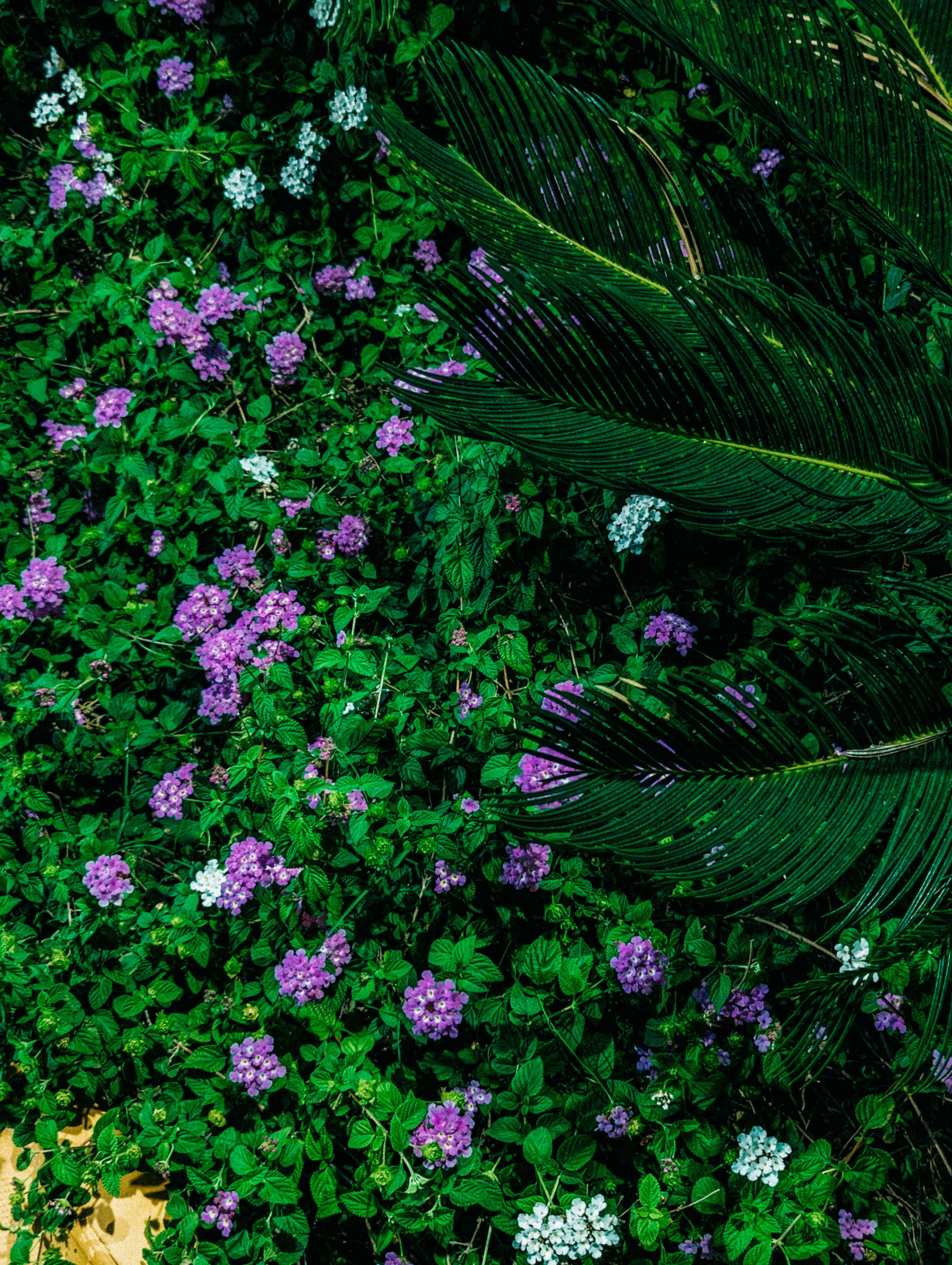 Flowering Bush of Trailing Lantana · Free Stock Photo