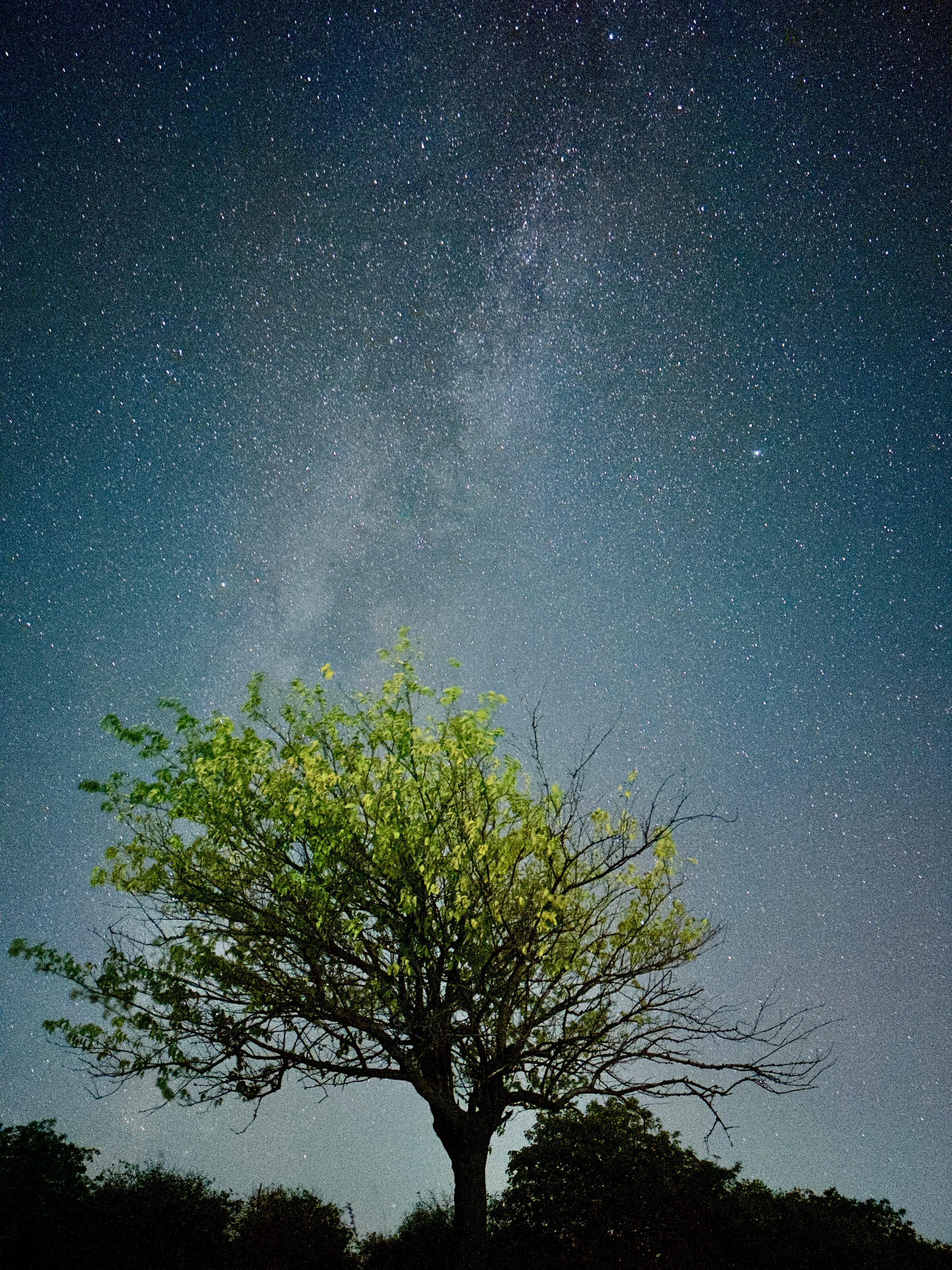 Deciduous Tree against Night Sky with Milky Way · Free Stock Photo