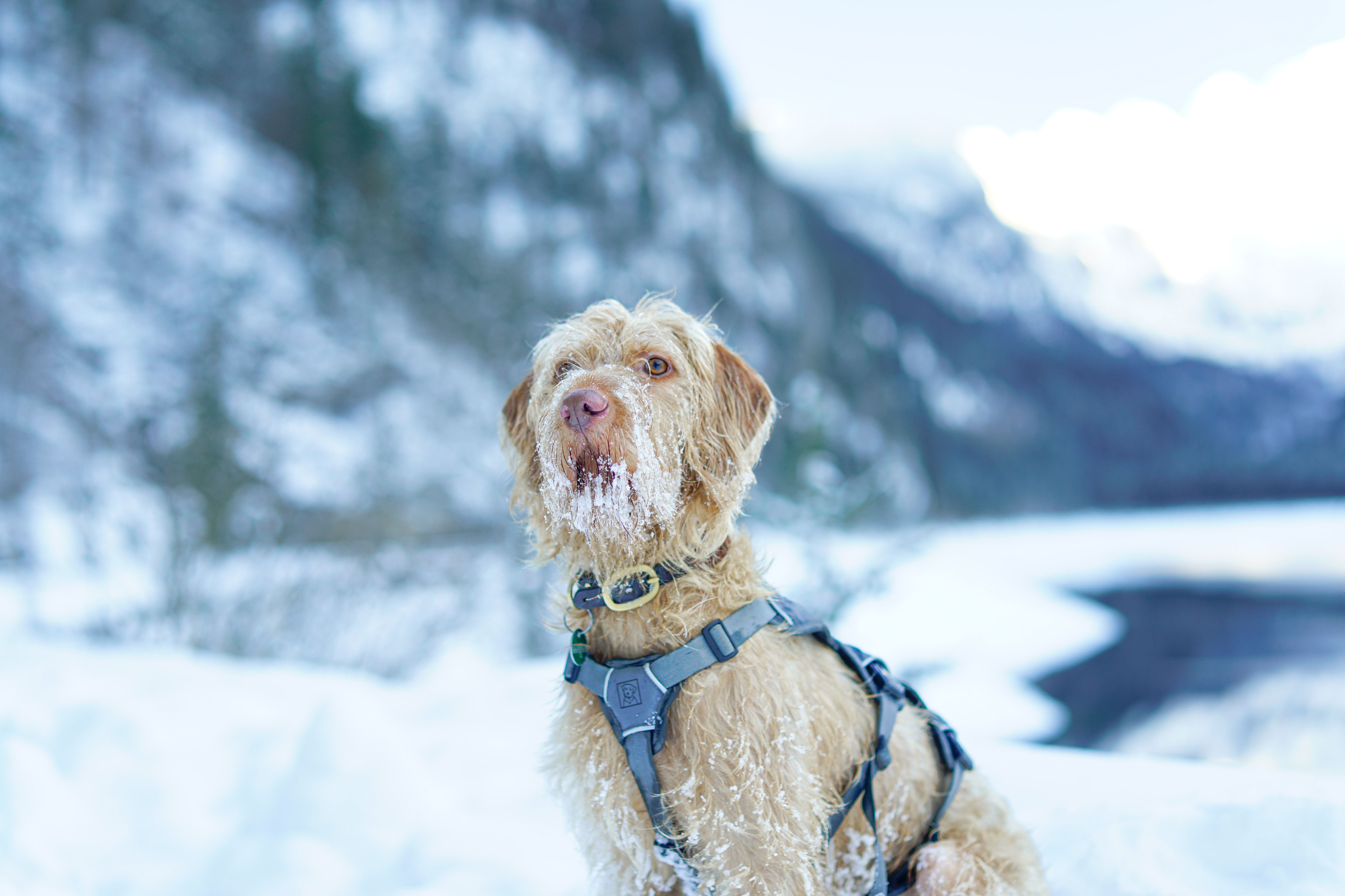 Dog with Frost on Its Fur · Free Stock Photo