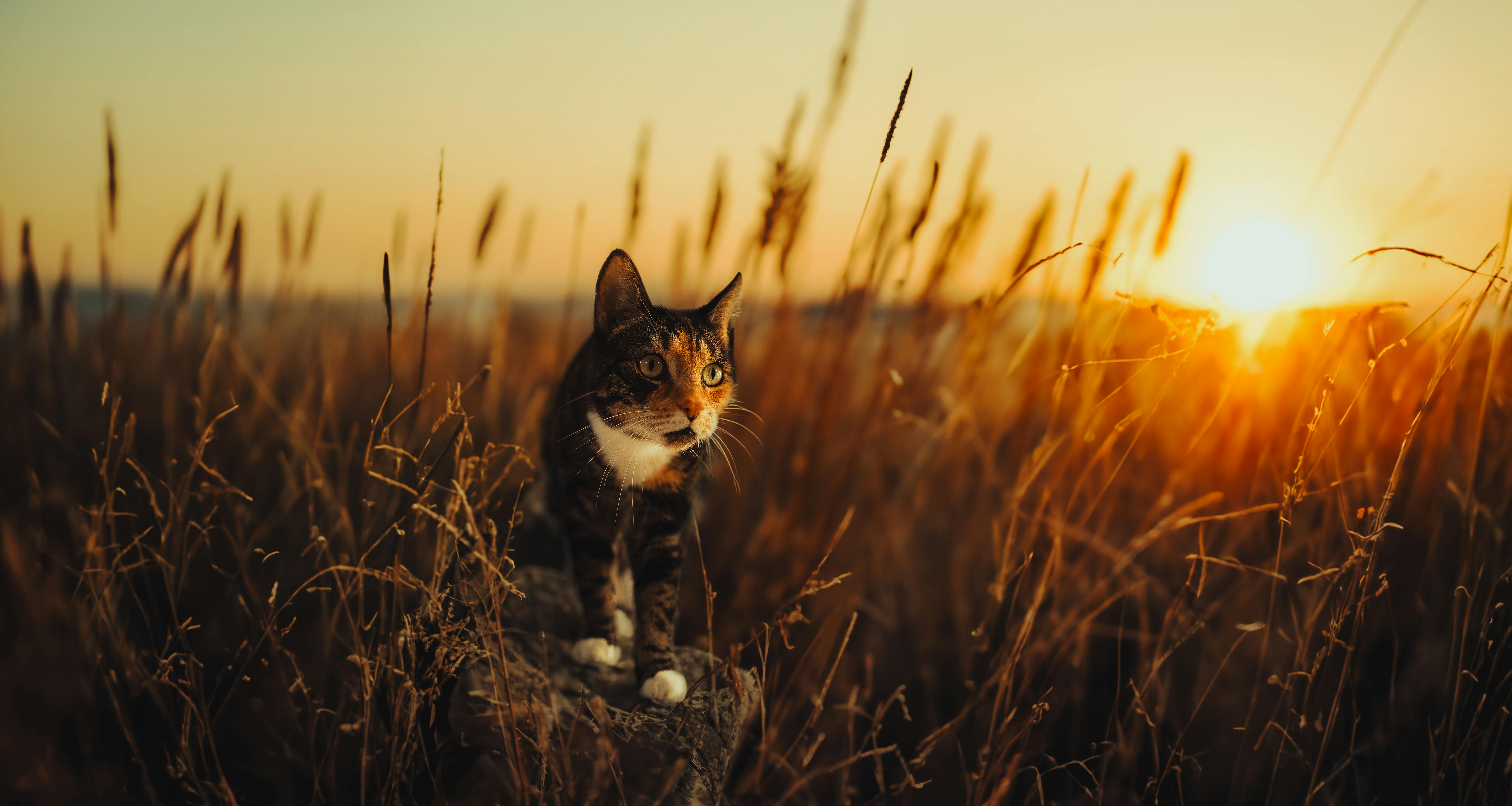 Cute Cat Sunset Photos, Download The BEST Free Cute Cat Sunset Stock ...