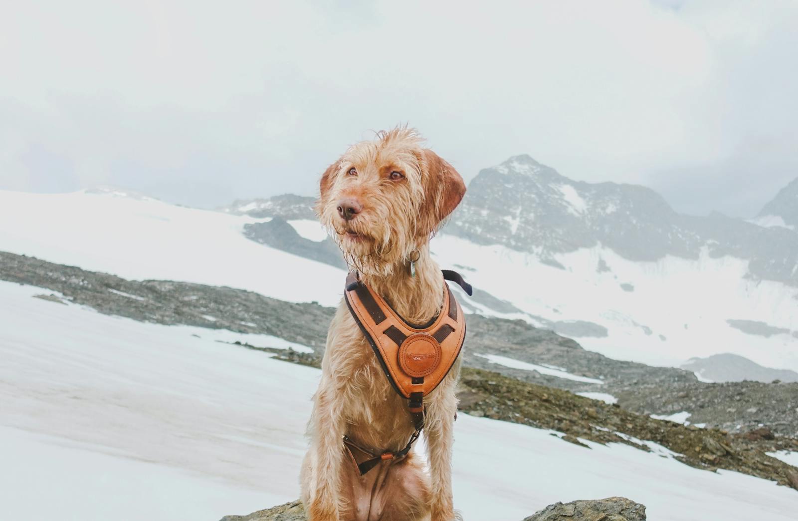 Slim Dog Photos, Download The BEST Free Slim Dog Stock Photos & HD Images