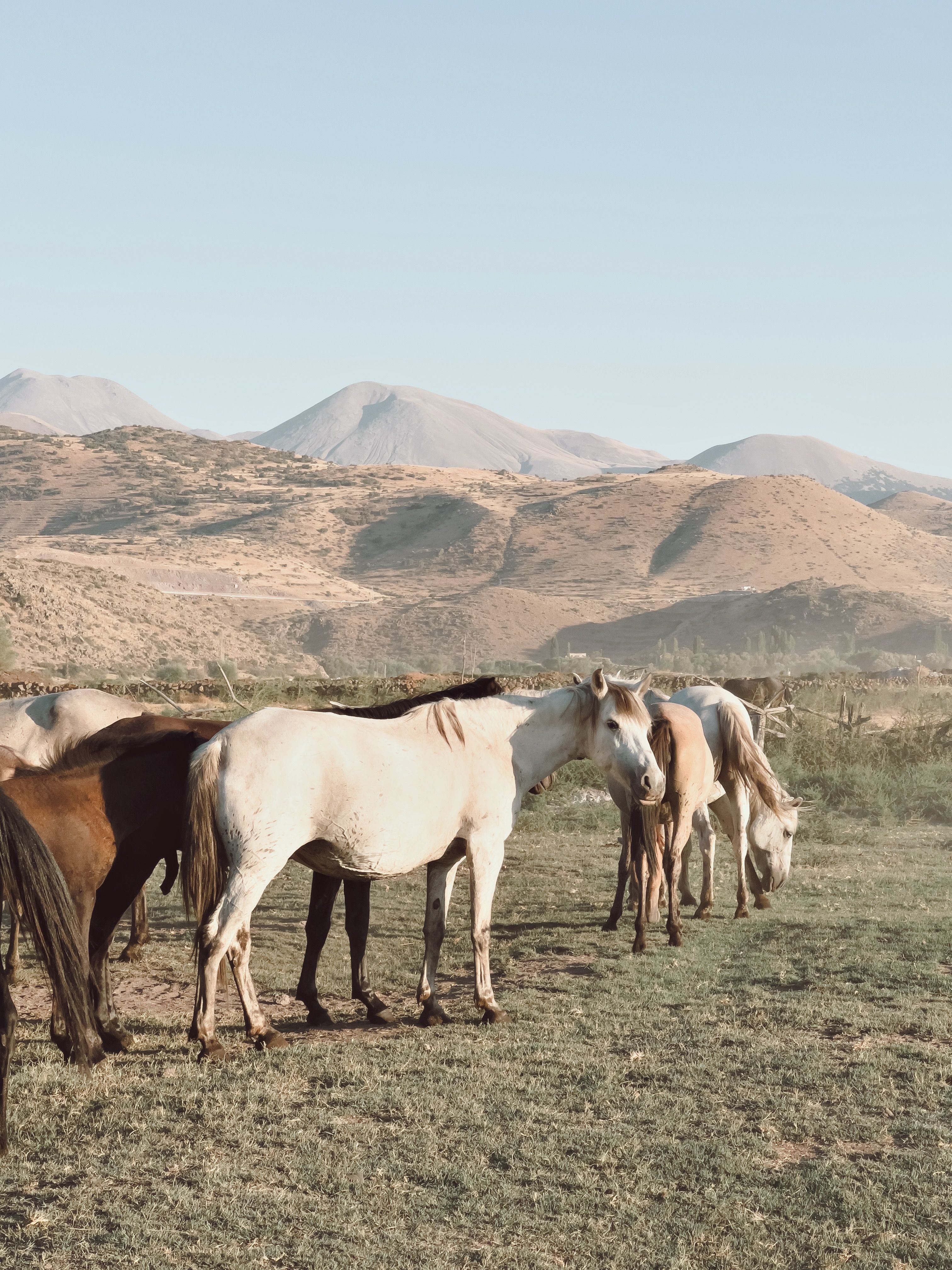 Somali Horses Photos, Download The BEST Free Somali Horses Stock Photos ...