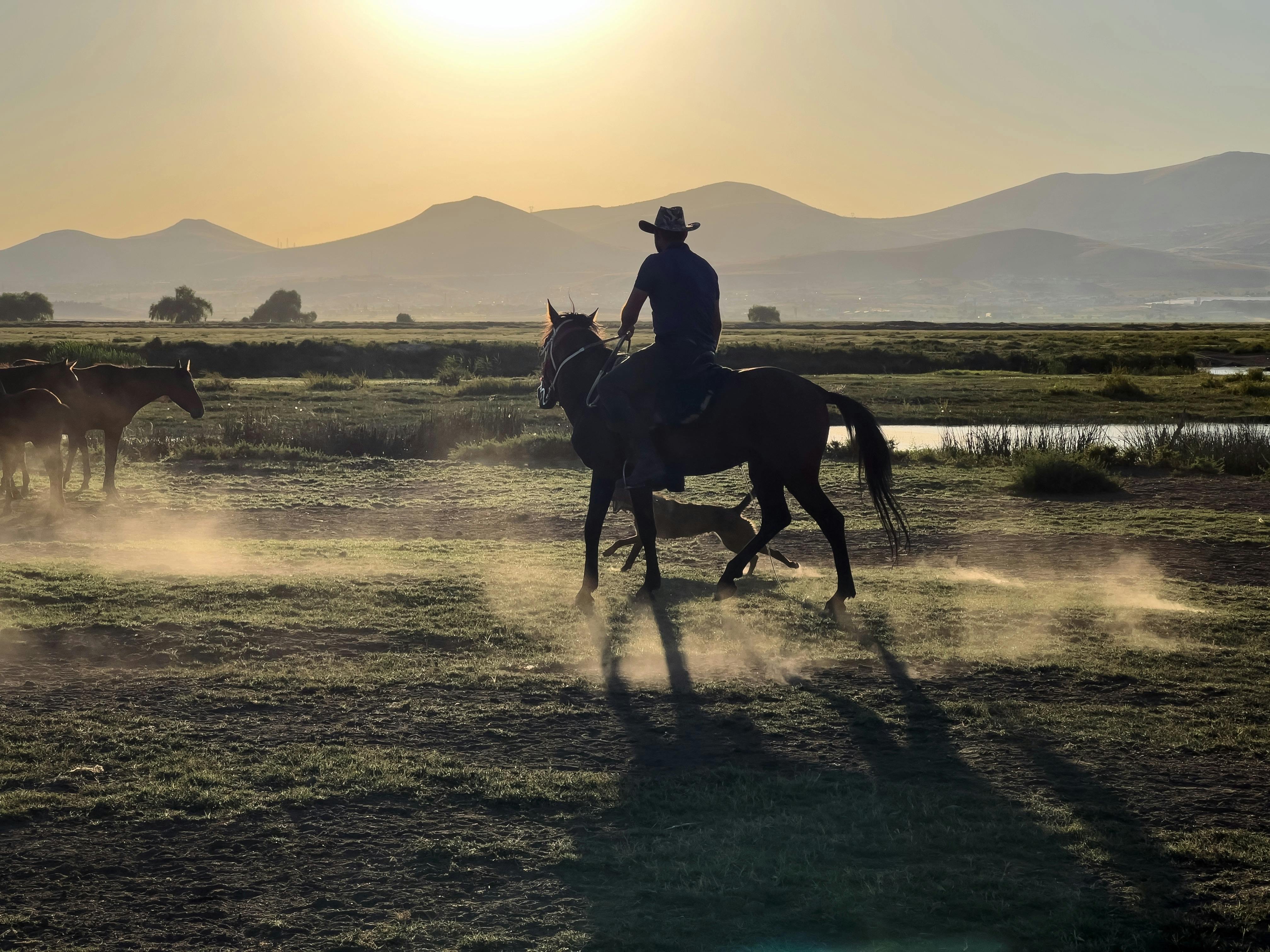 Cowboy Riding Horse on Field at Dusk · Free Stock Photo