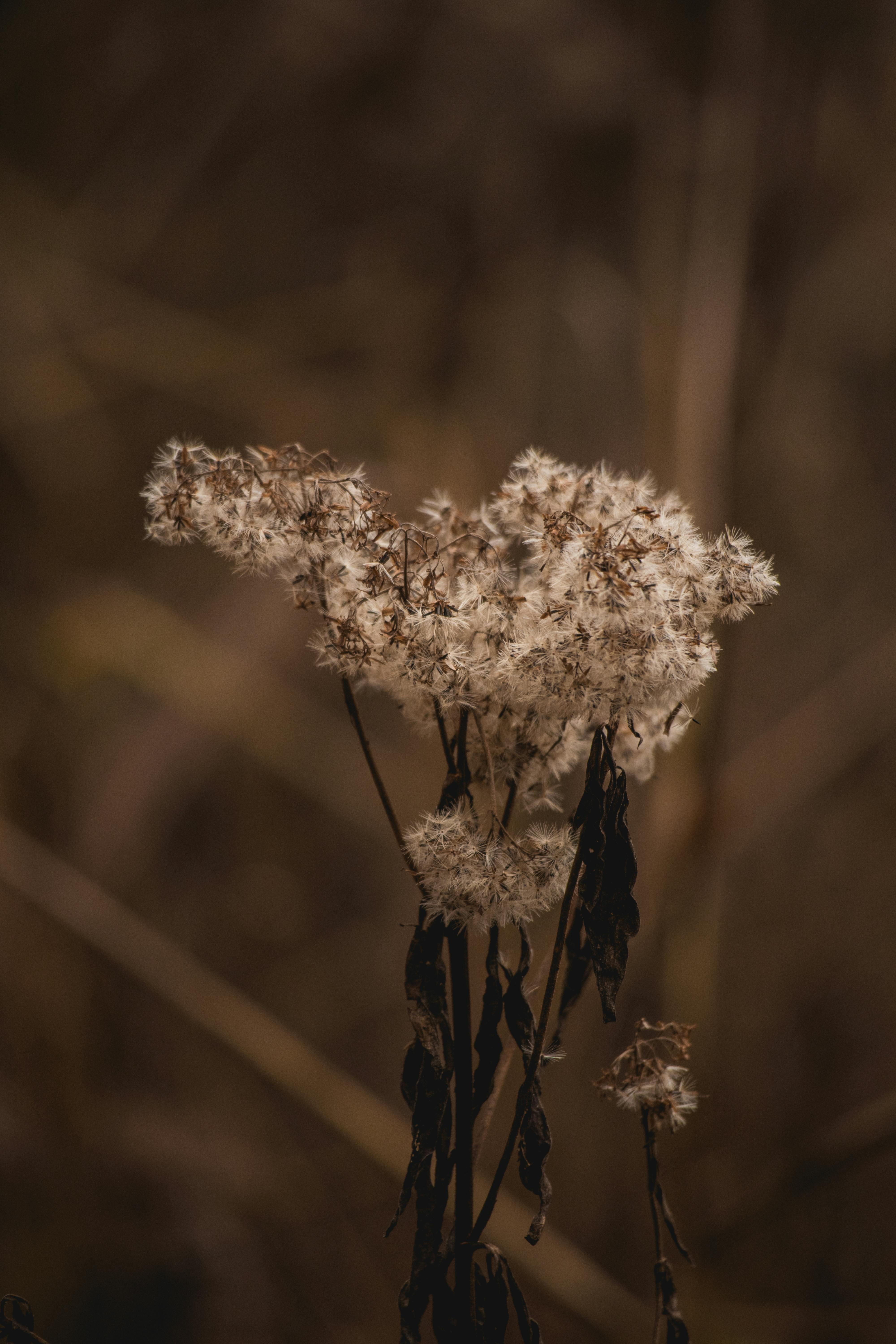 Bundle Of Rats Photos, Download The BEST Free Bundle Of Rats Stock ...