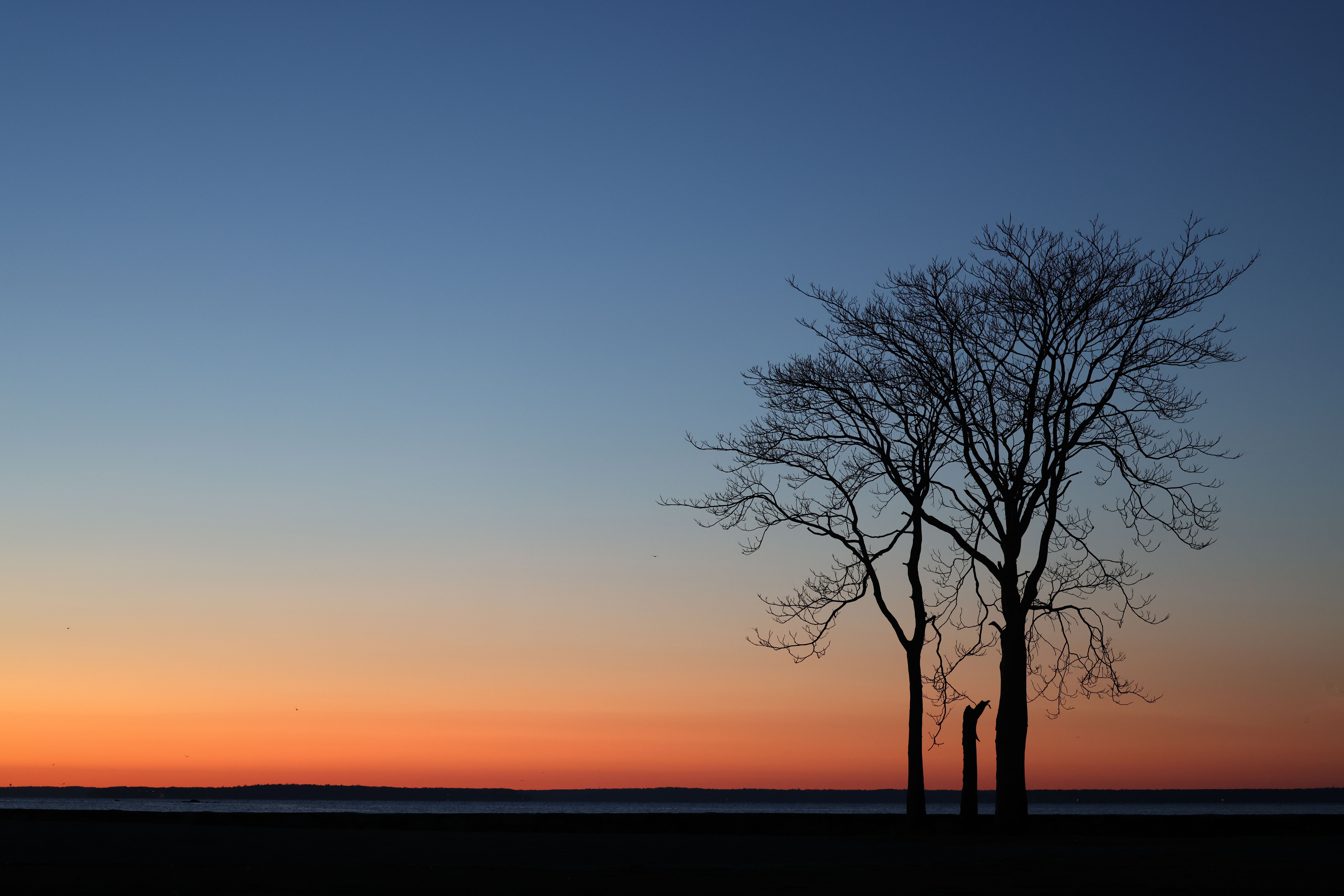 Bare Trees at Sunset · Free Stock Photo