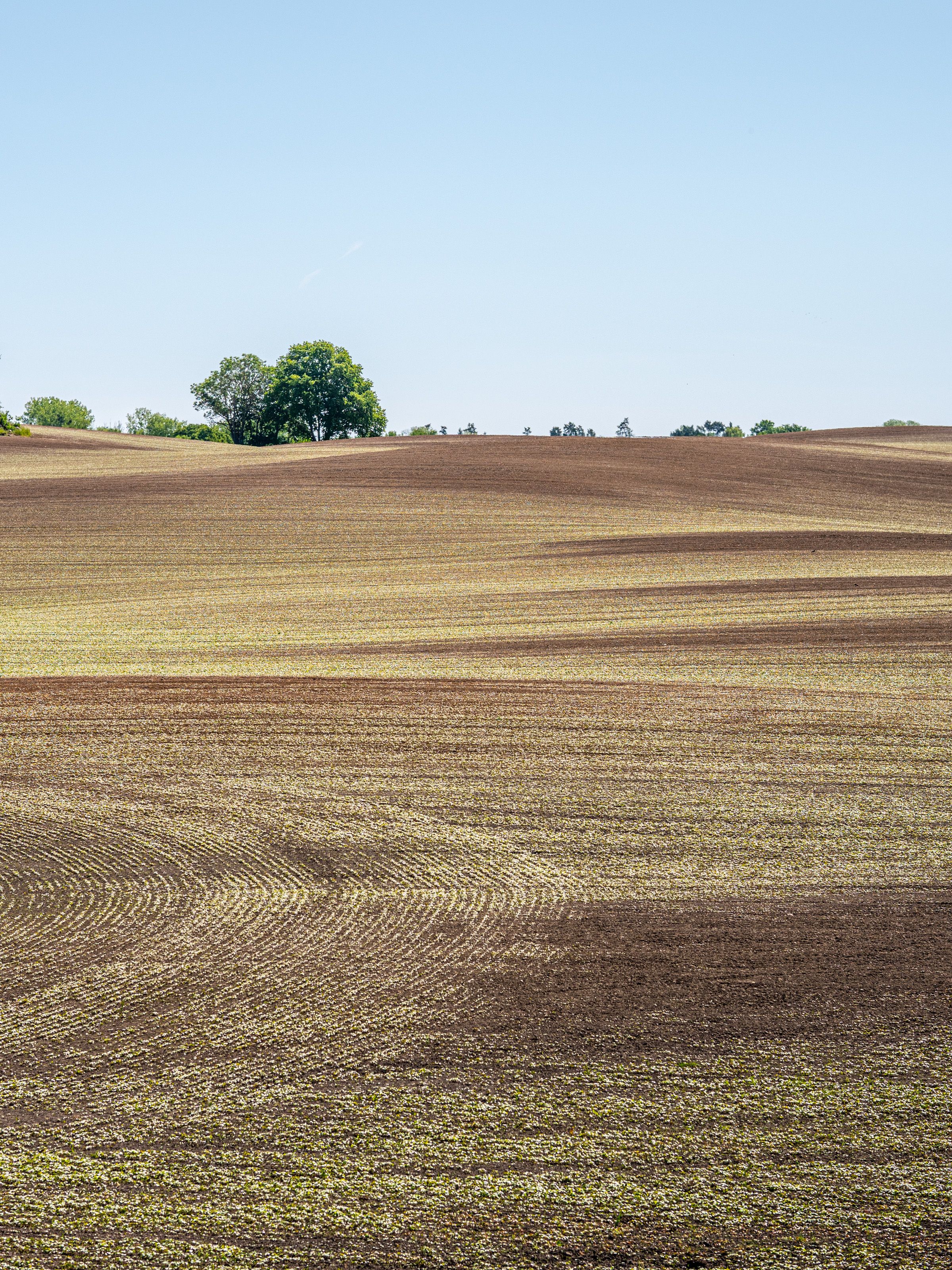 Farmland in Summer · Free Stock Photo