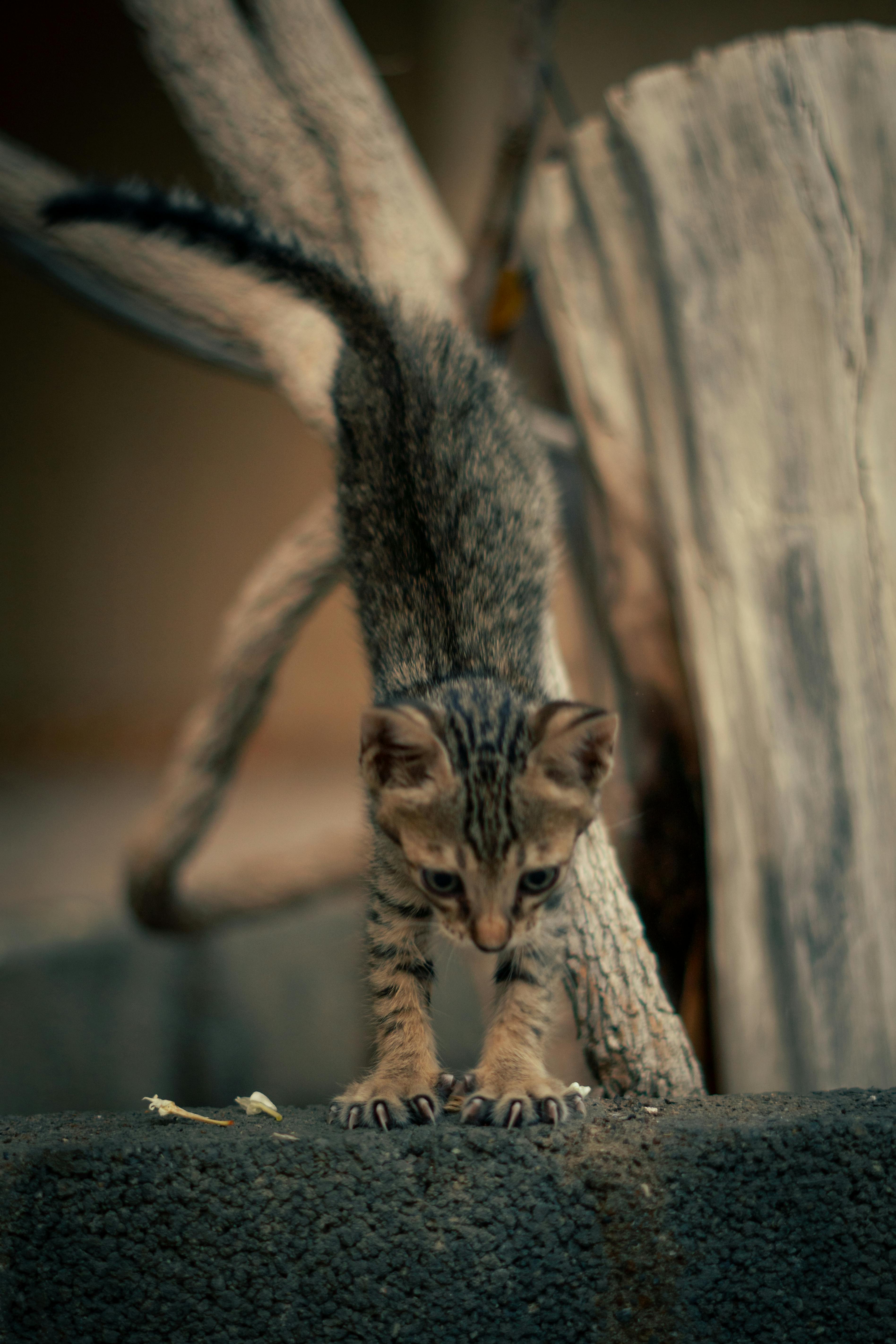 Creation Of Adam Cat Version Photos, Download The BEST Free Creation Of ...