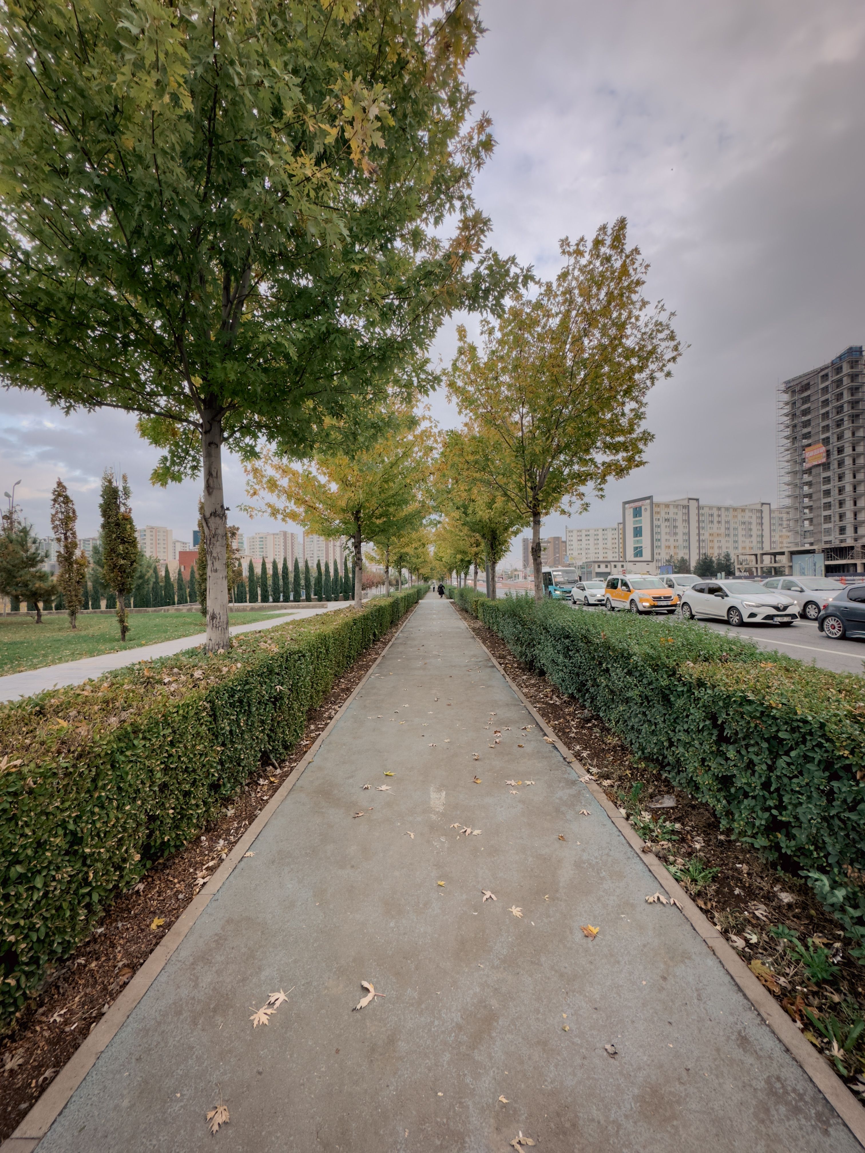 Trees by the Pavement · Free Stock Photo
