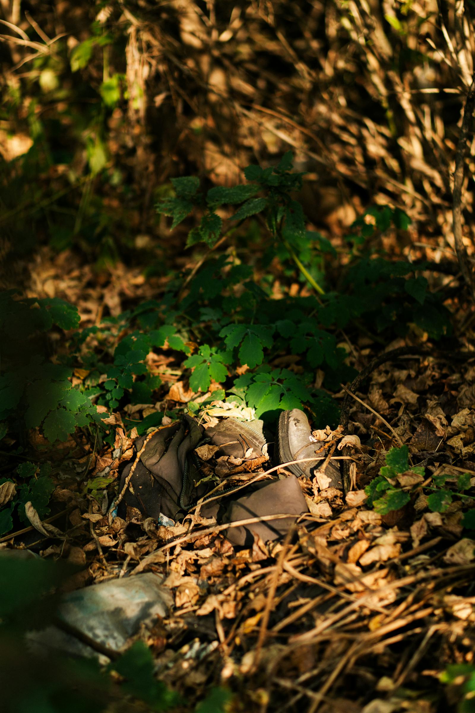 Forest Litter Photos, Download The BEST Free Forest Litter Stock Photos ...