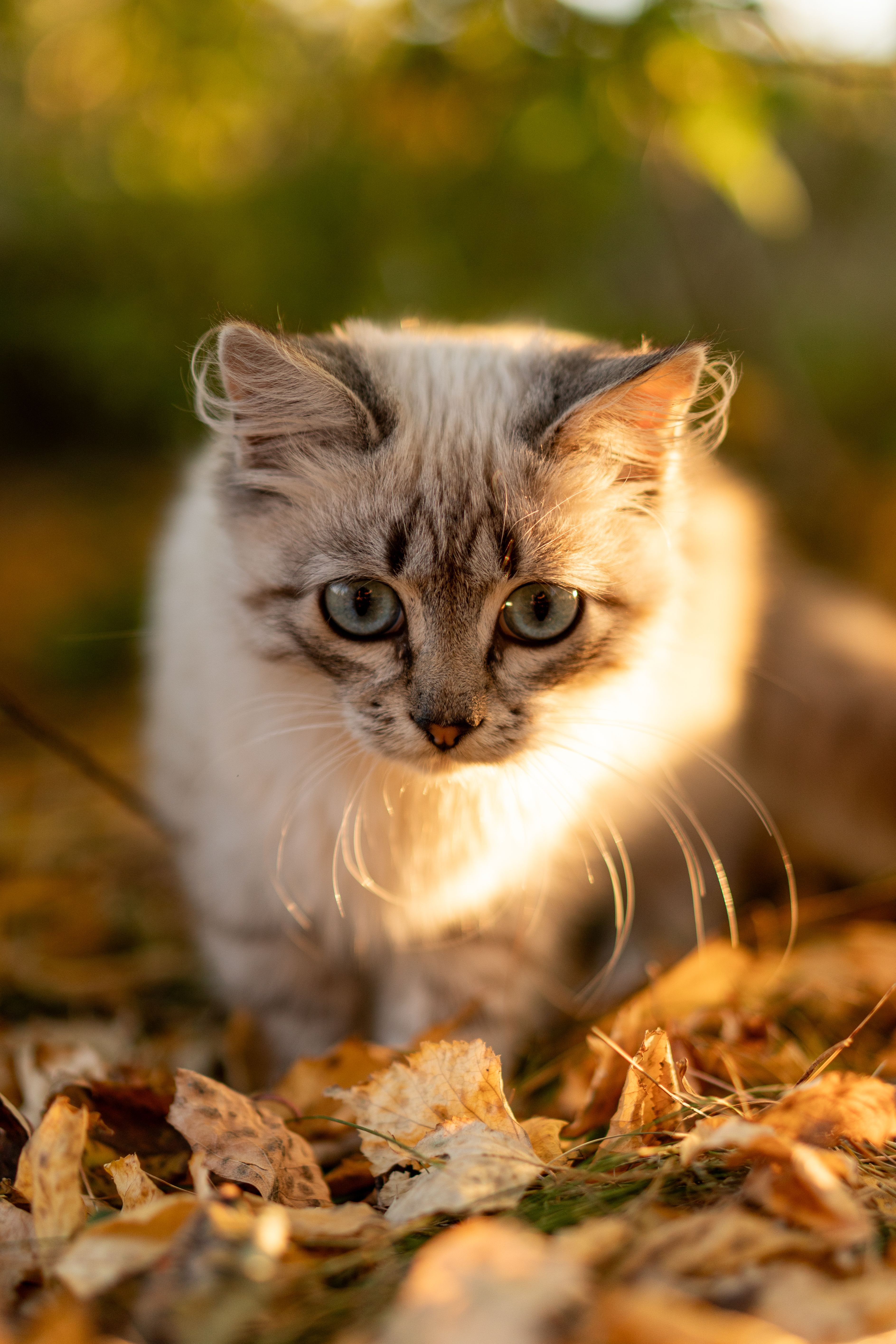 Close-up of a Kitten Standing on Autumnal Leaves · Free Stock Photo