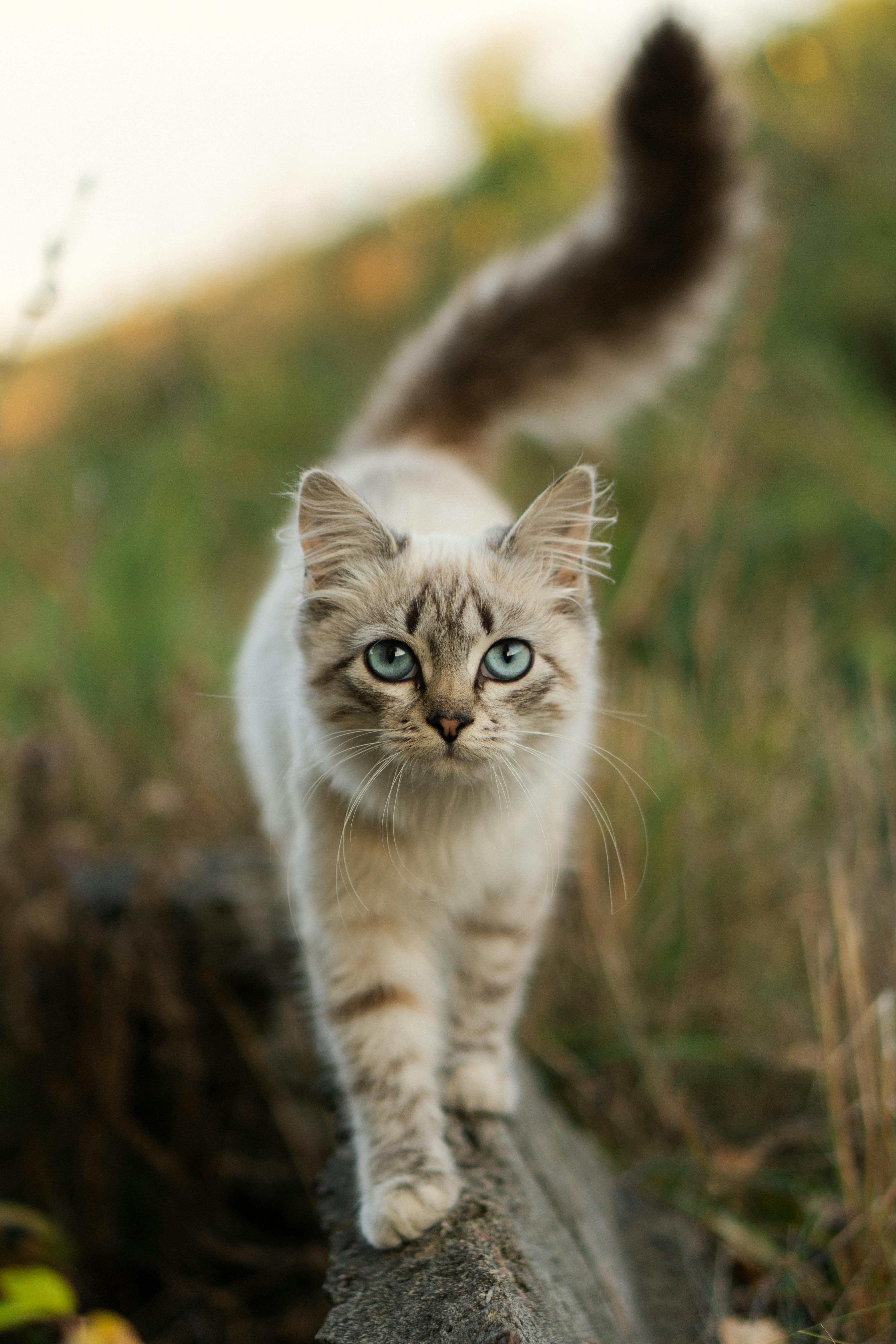 Foto de stock gratuita sobre adorable, al aire libre, amigo felino ...