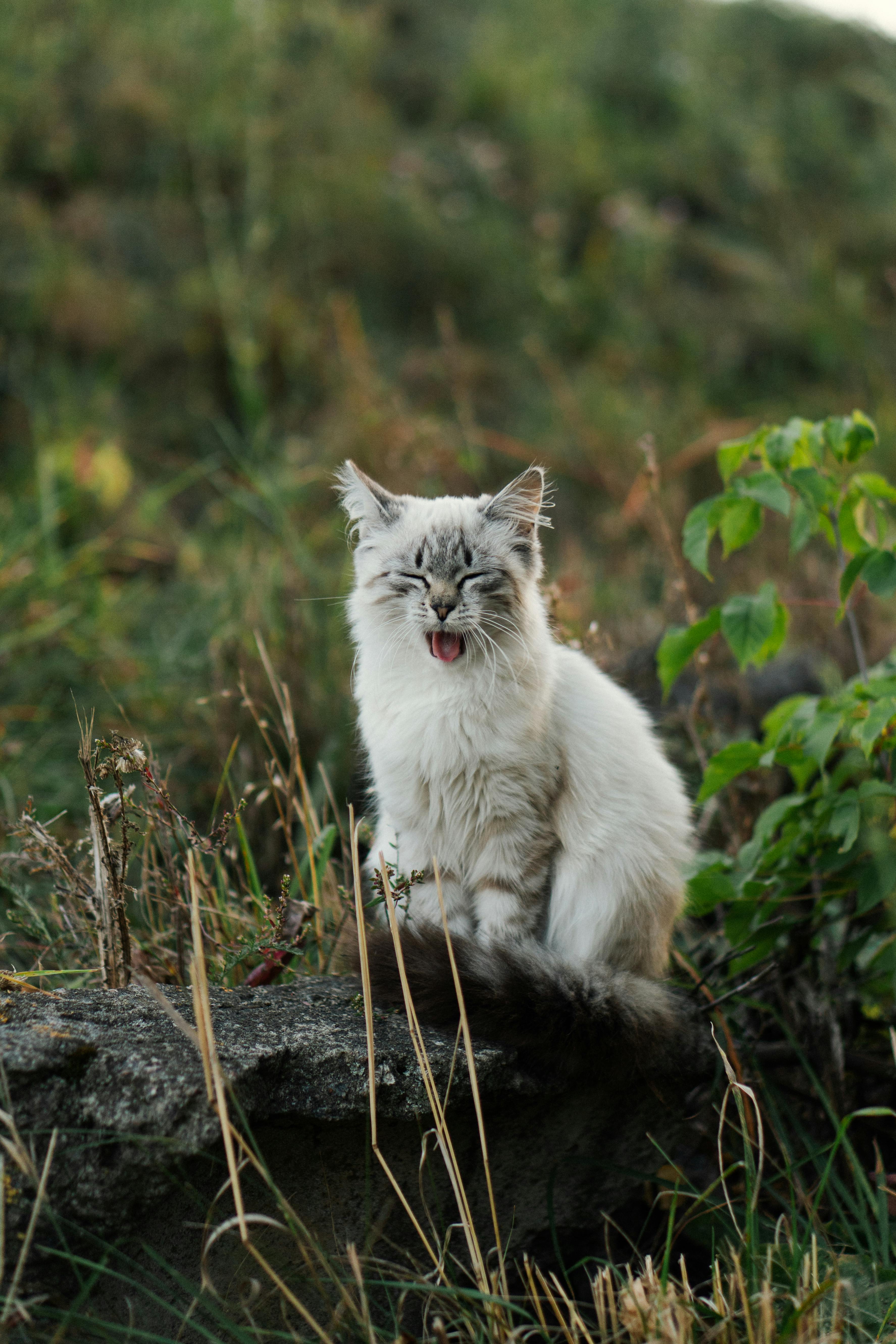 White Cat on Stones · Free Stock Photo