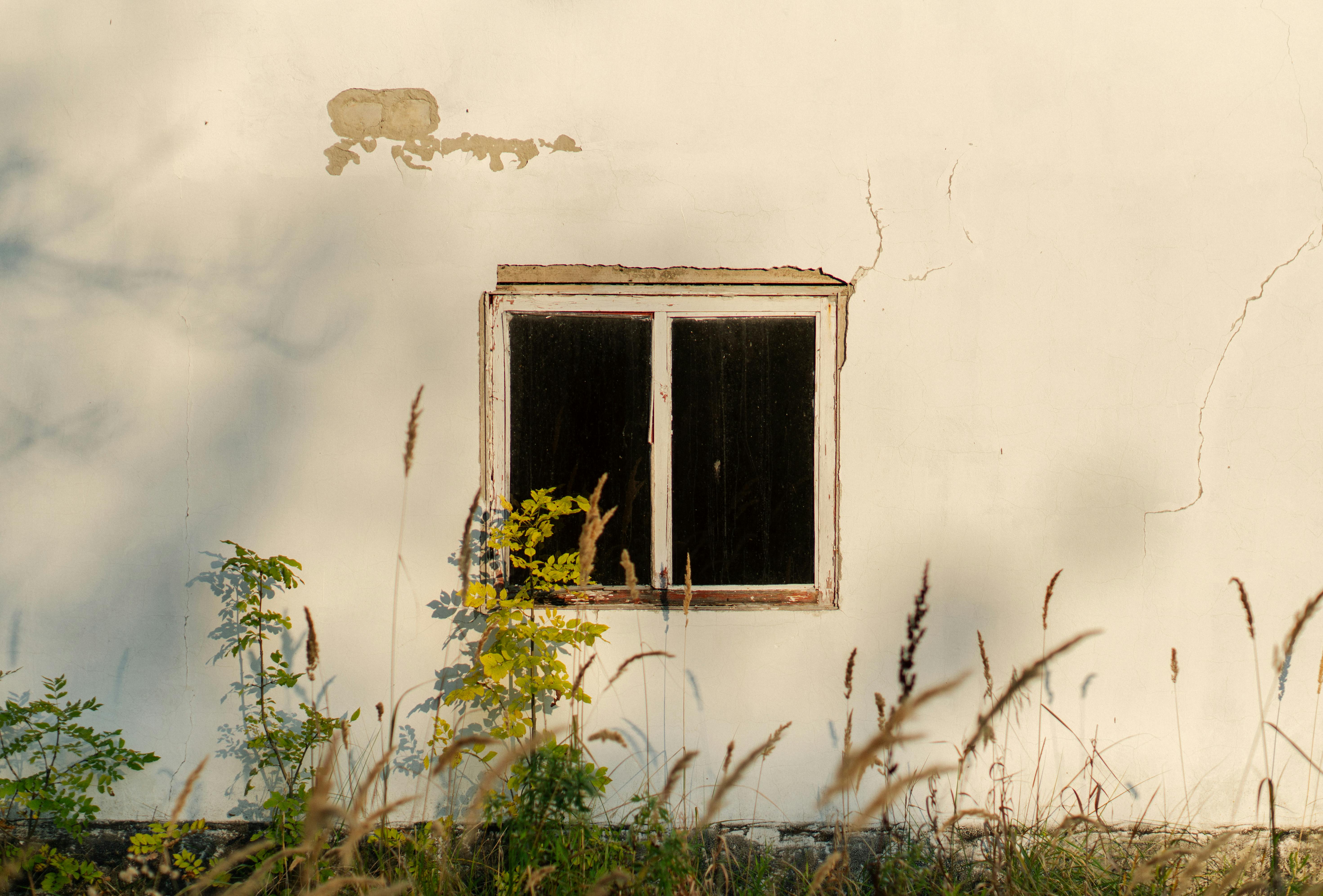 Plants Window Photos, Download The BEST Free Plants Window Stock Photos ...