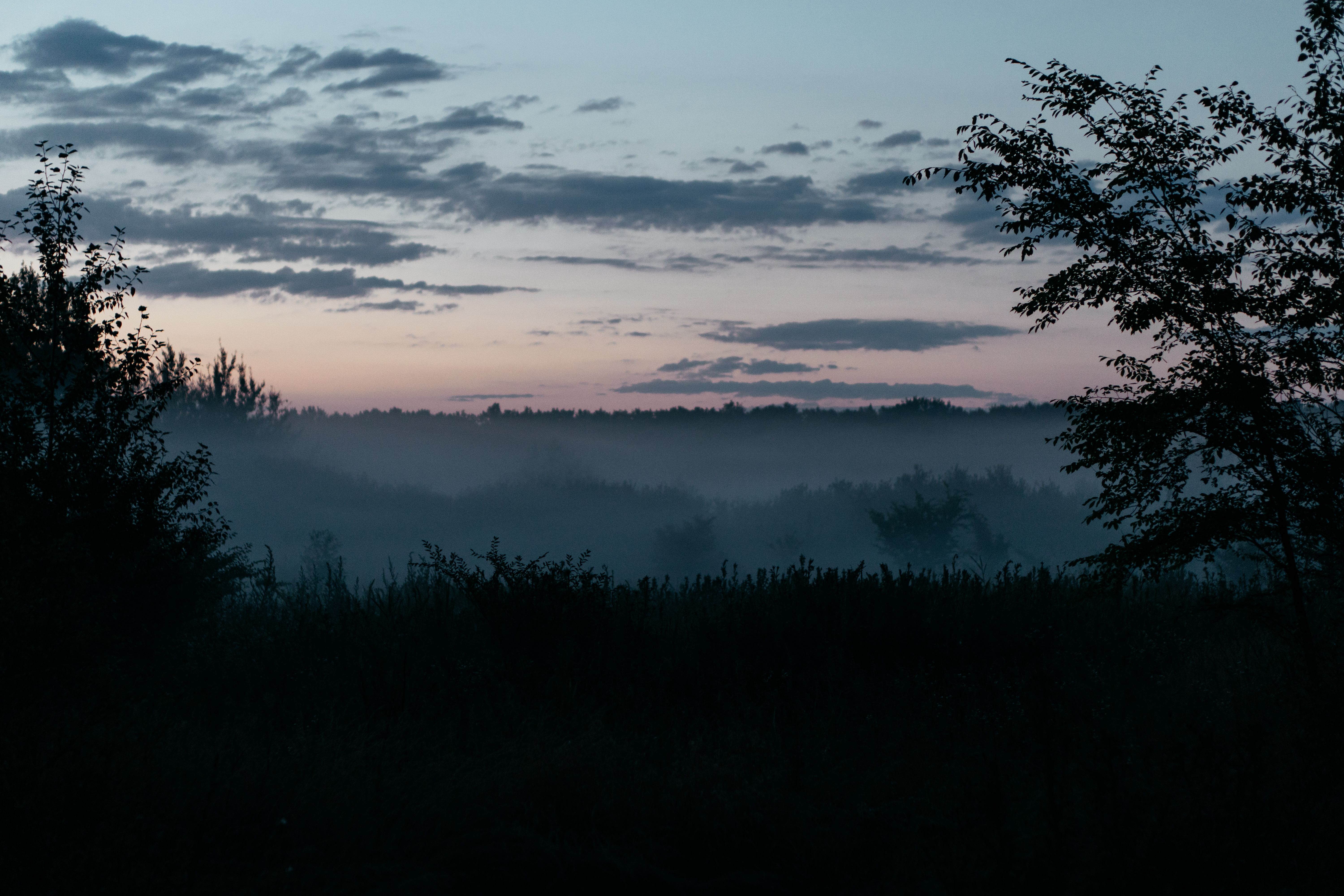 Deep Forest at Dusk · Free Stock Photo