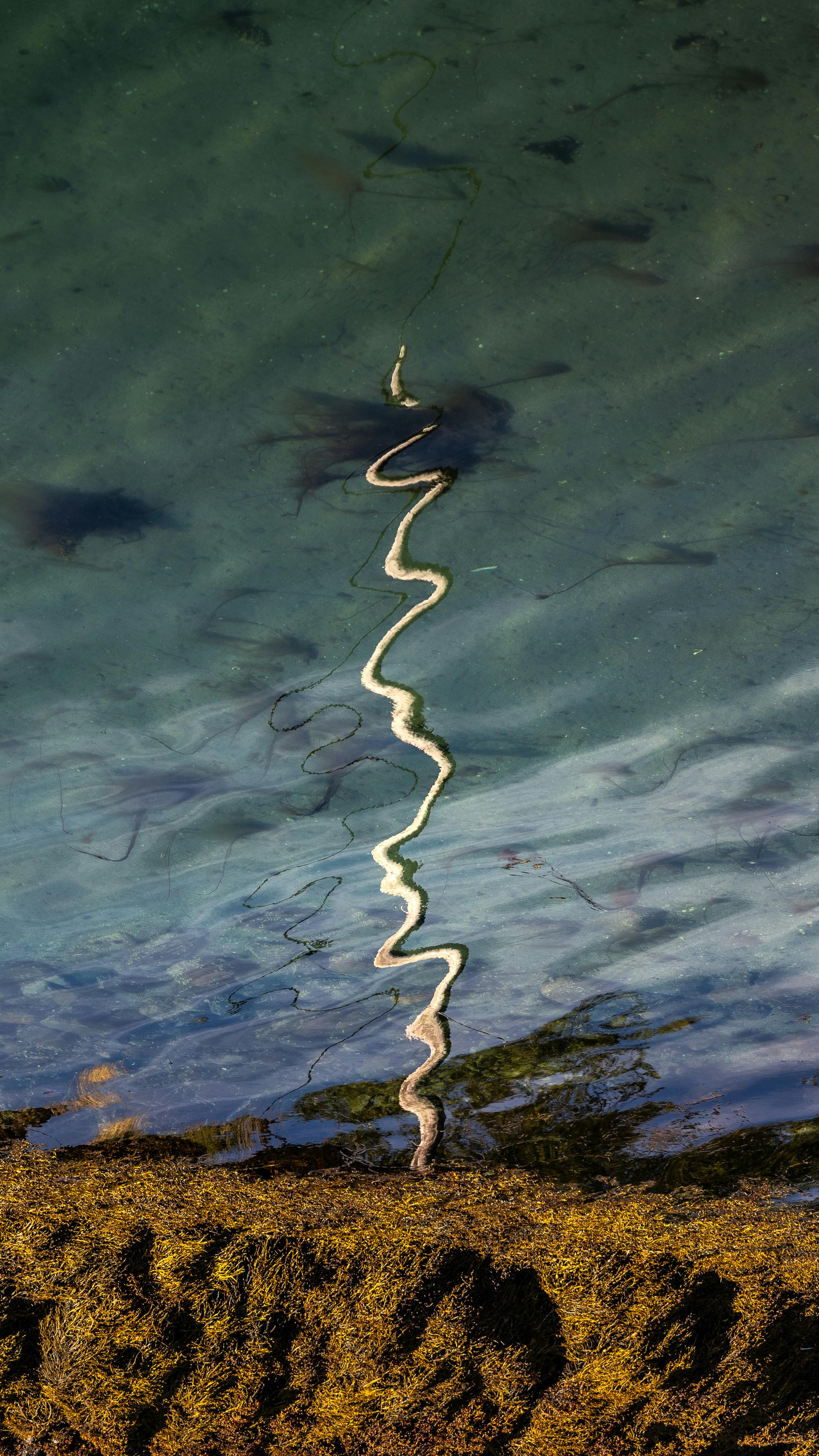 A snake is seen in the water with a reflection · Free Stock Photo