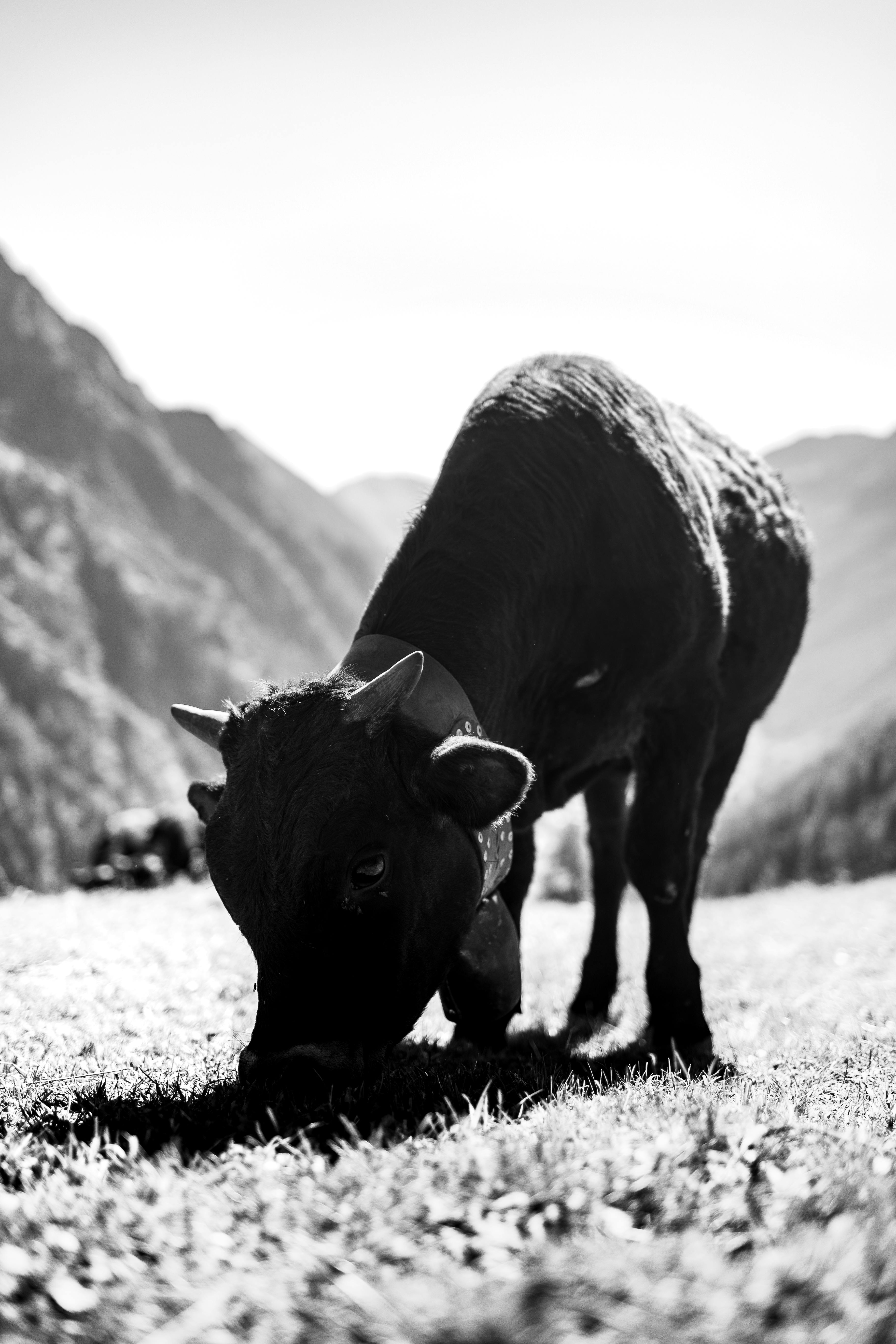 Cow in Black and White · Free Stock Photo