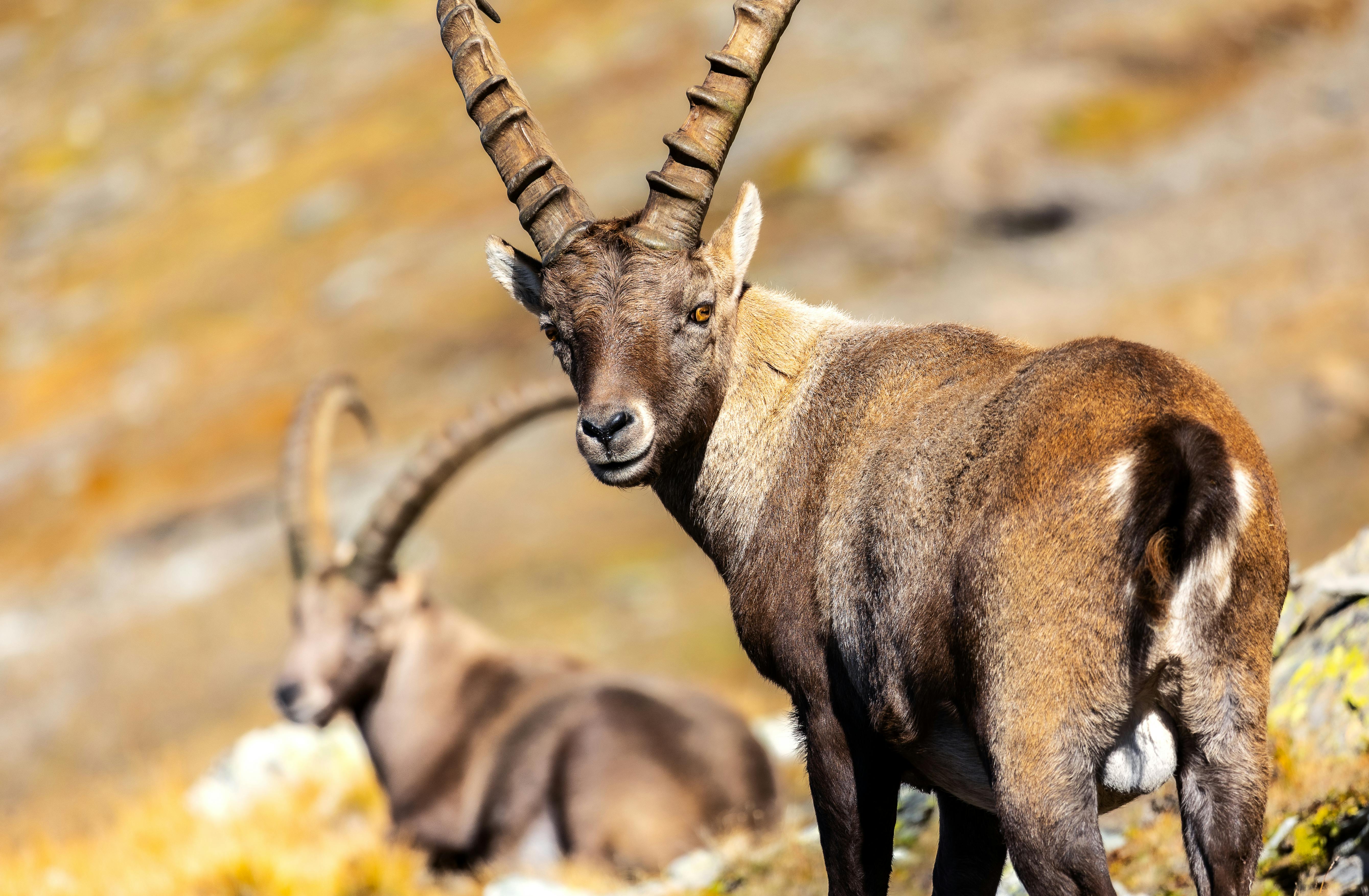 "Ibex Look" · Free Stock Photo