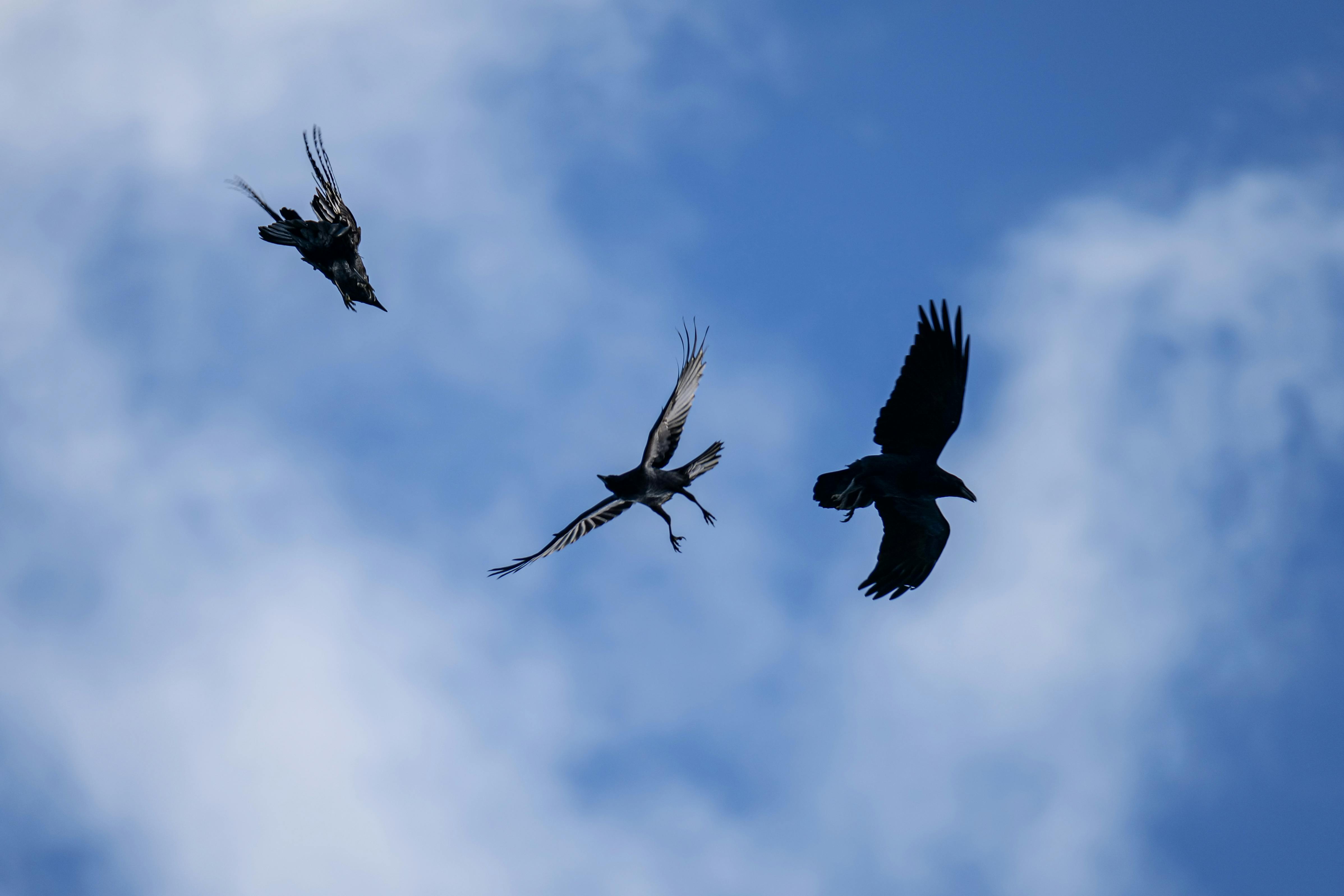 Eagle Soar Photos, Download The BEST Free Eagle Soar Stock Photos & HD ...