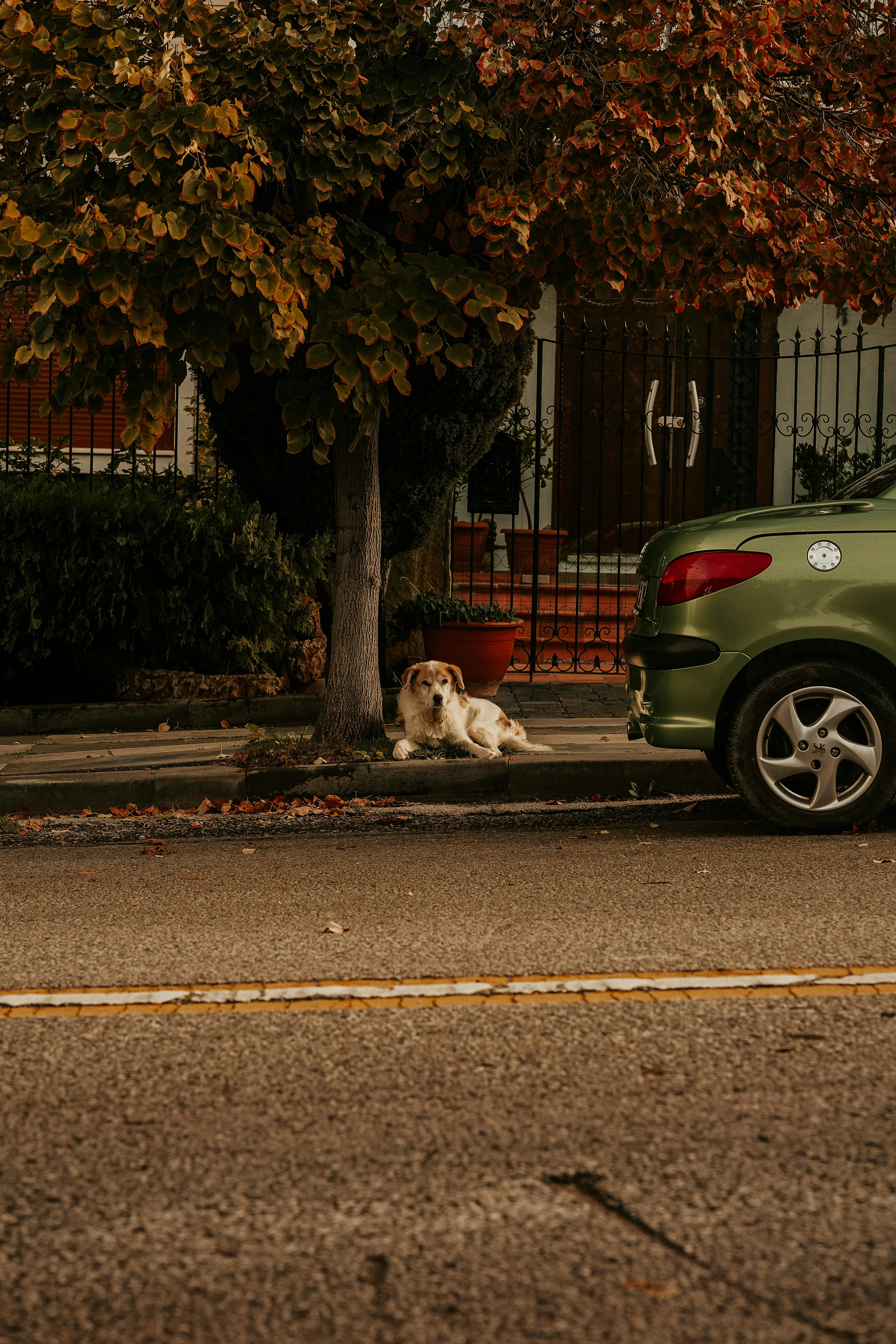 Dog Lying under a Tree on a Sidewalk · Free Stock Photo
