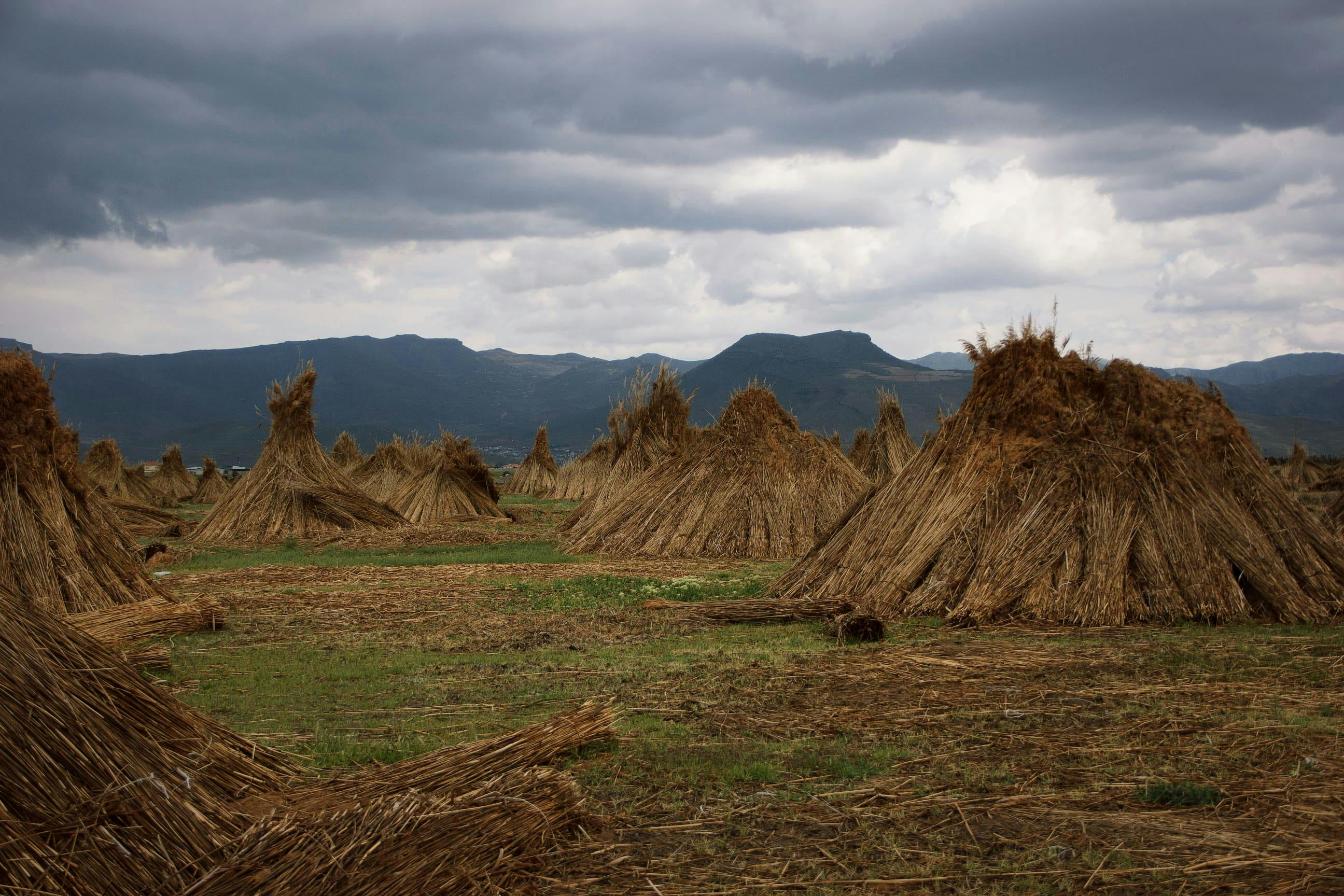 Hay on Field · Free Stock Photo