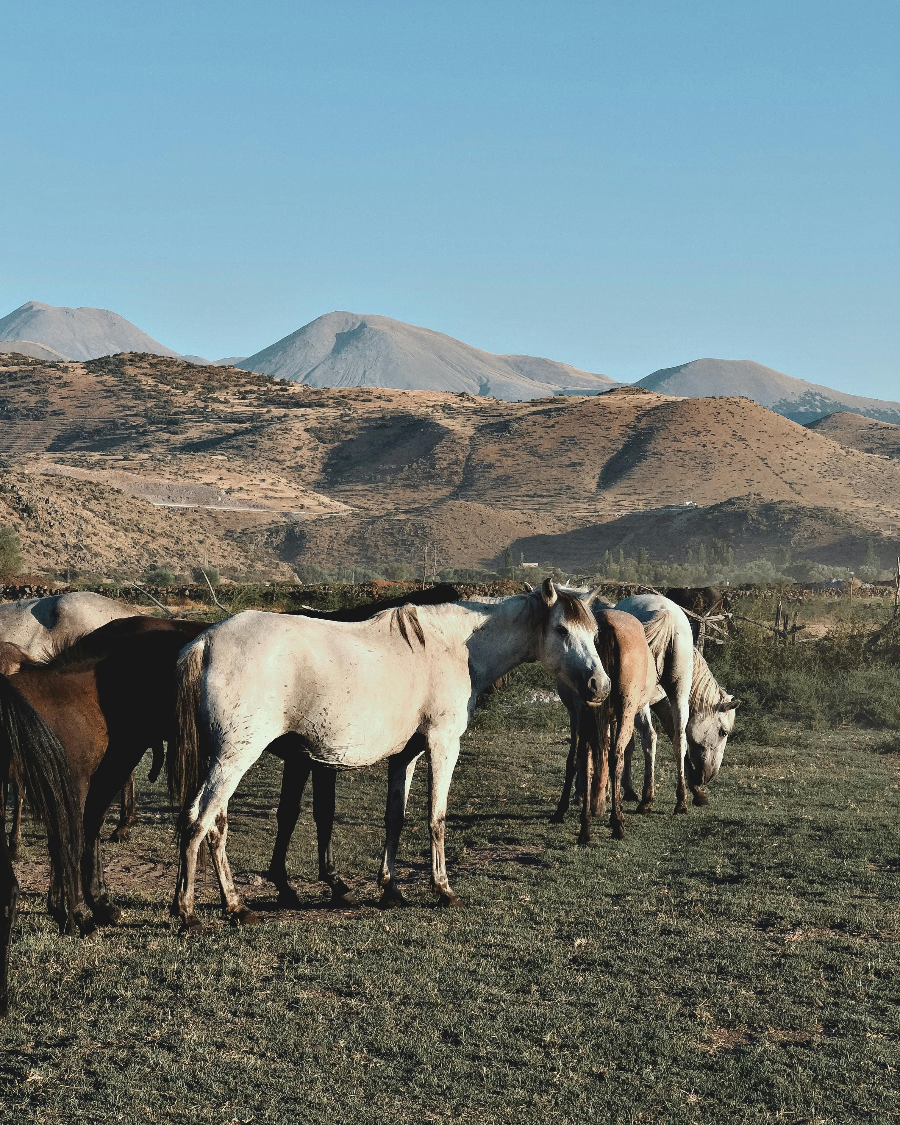 Beautiful horse on green grassy pasture · Free Stock Photo