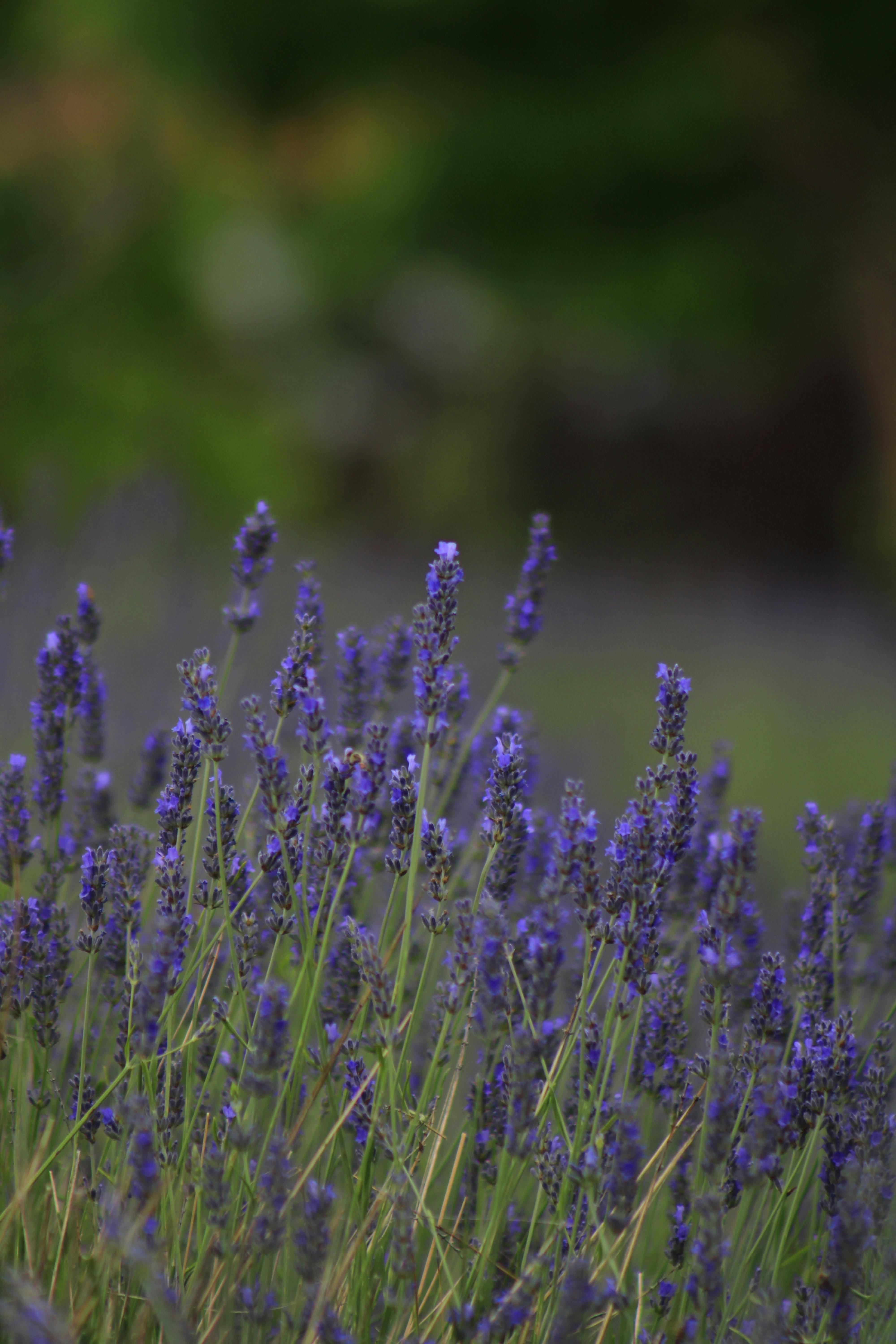 Burned Purple Flowers Photos, Download The BEST Free Burned Purple ...