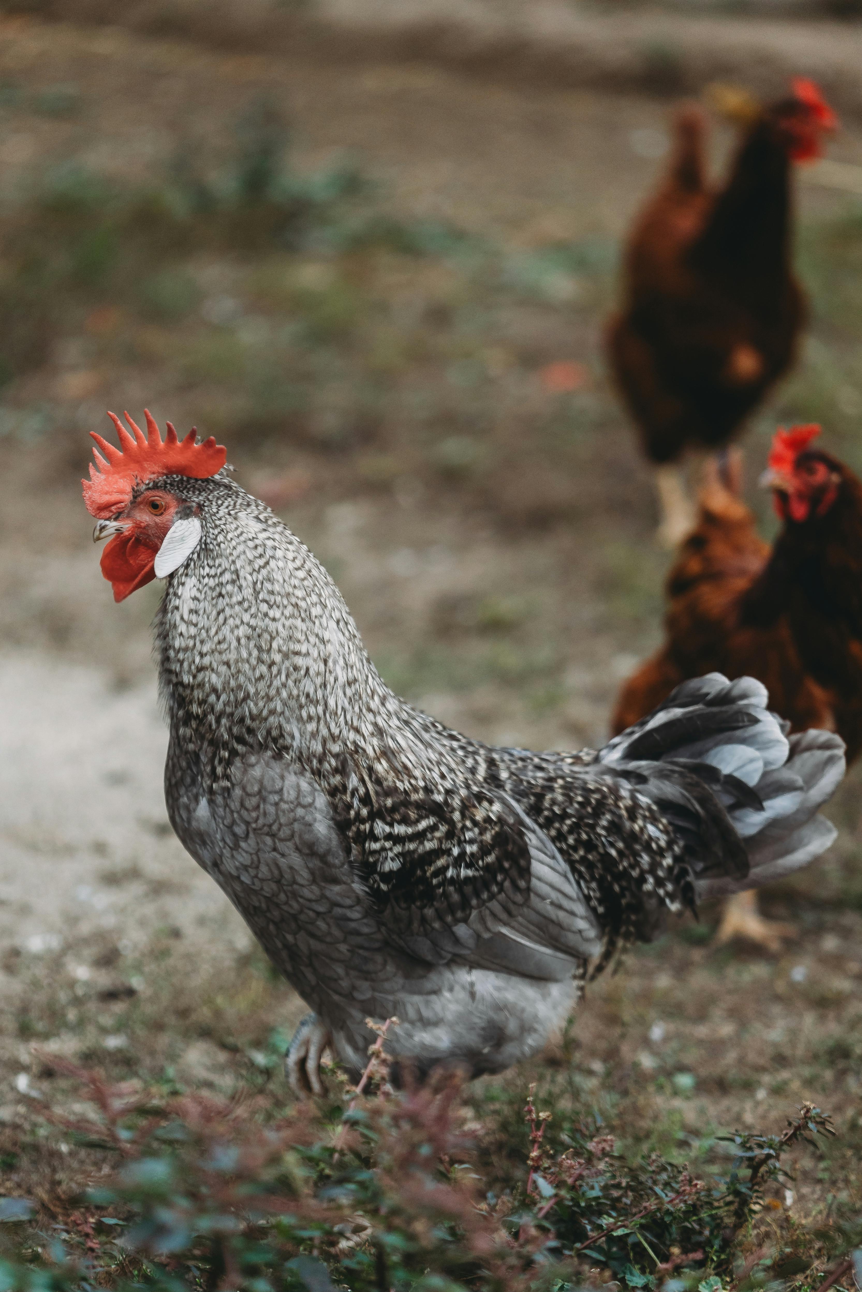 Gray Rooster and Hens Walking Around the Yard · Free Stock Photo