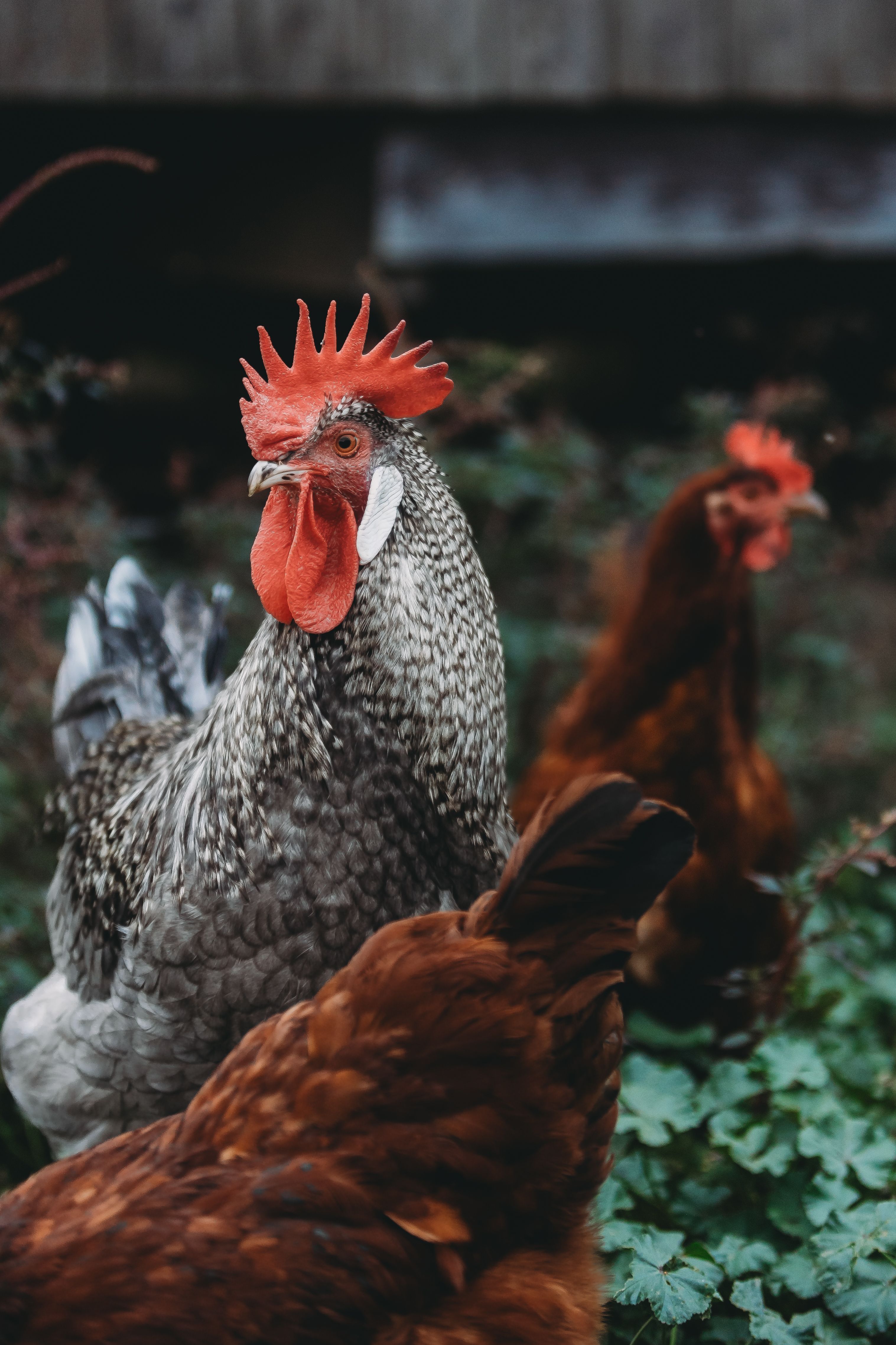 Chickens Grazing Outdoors · Free Stock Photo