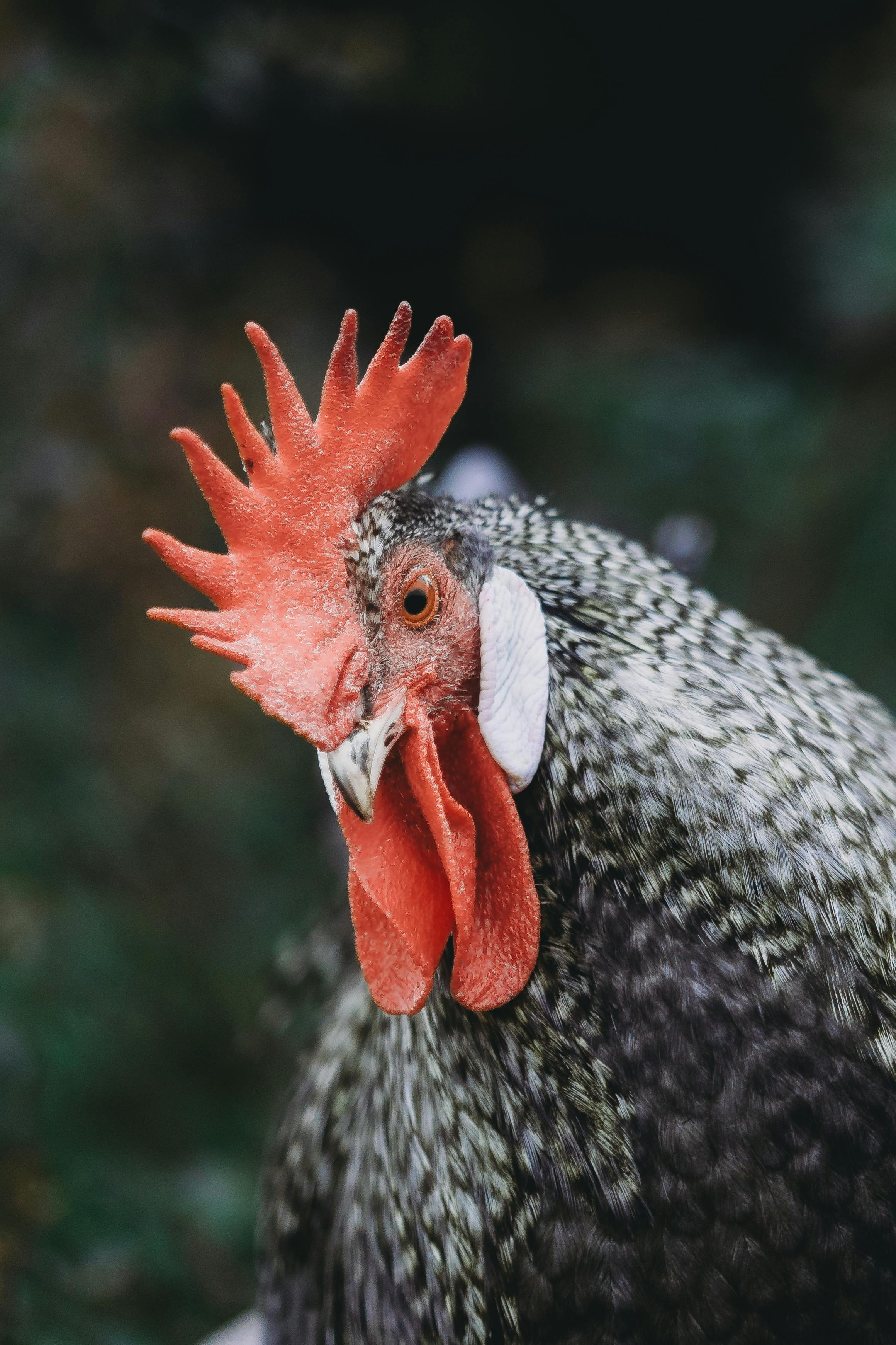 Portrait of a Cockerel · Free Stock Photo