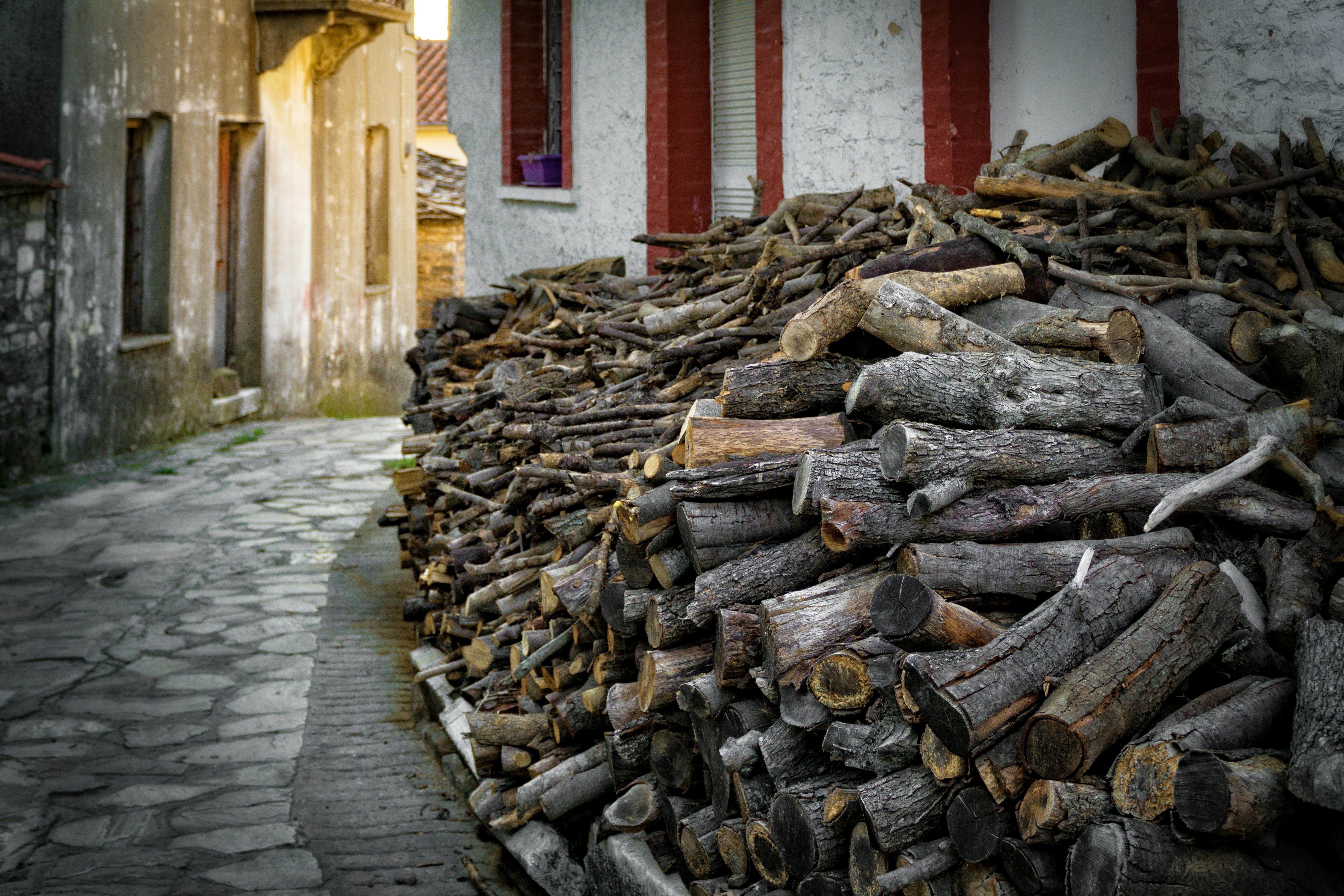 Photo of a Dry Tree · Free Stock Photo