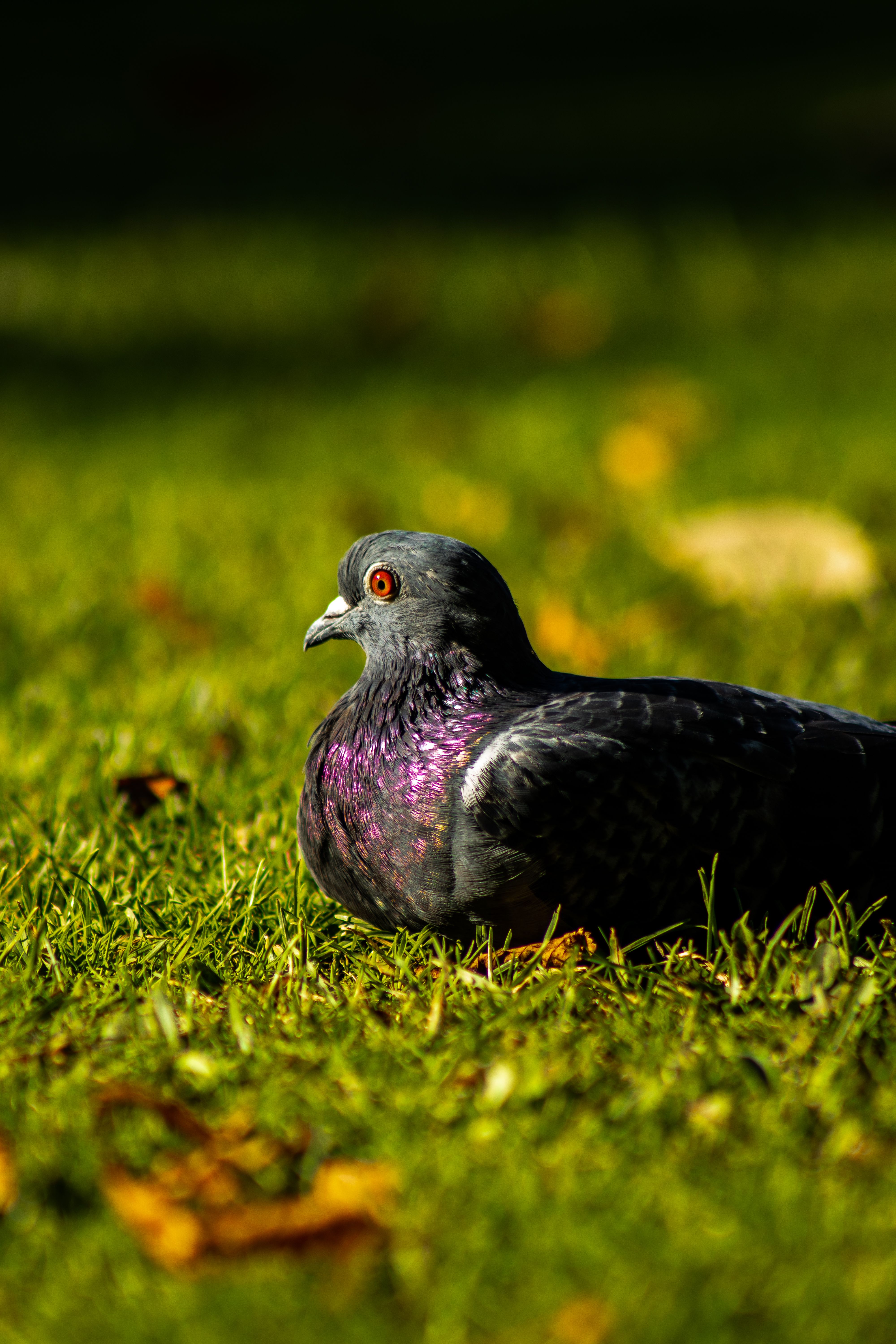 Pigeon Lying in Grass · Free Stock Photo