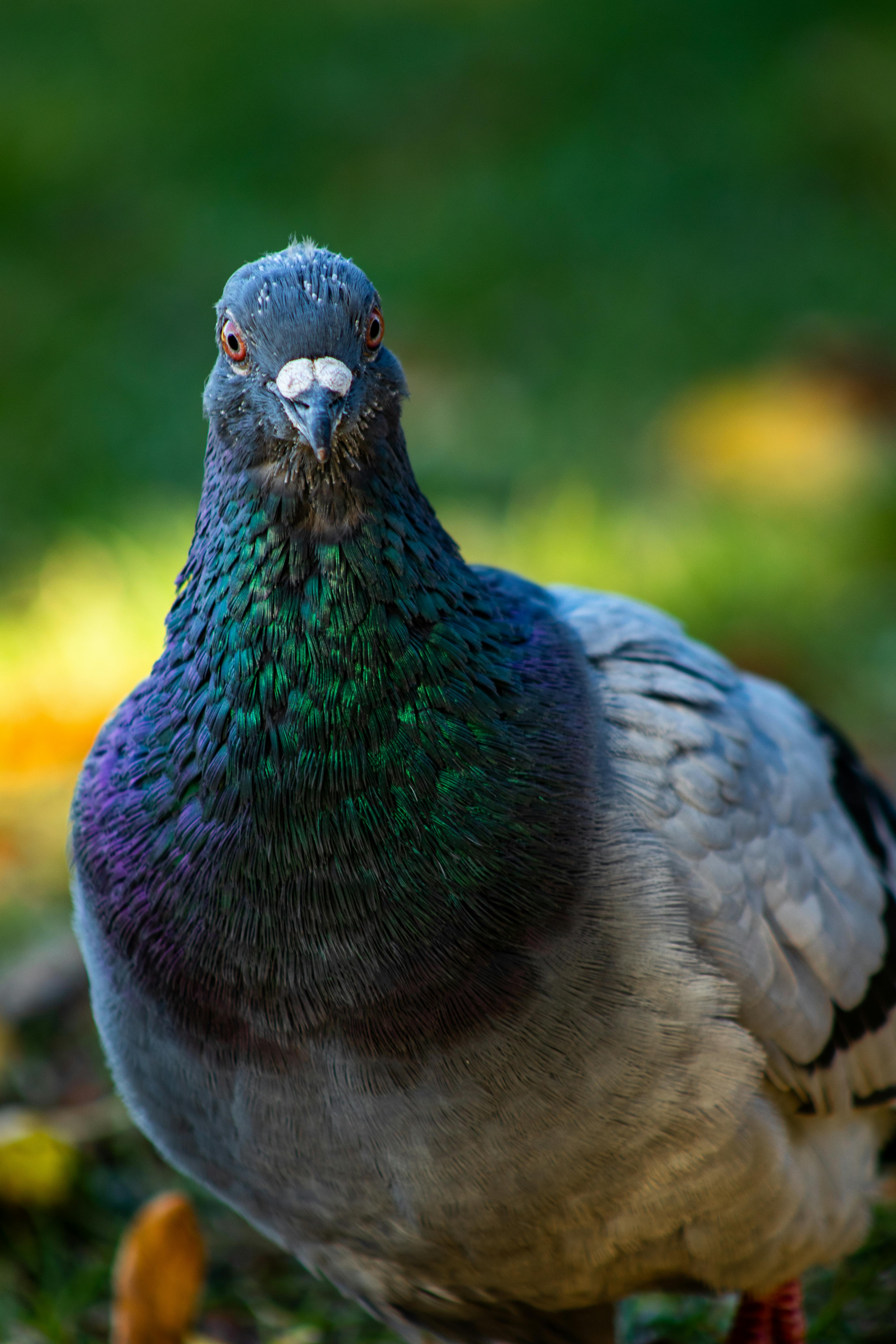 Close-up on Pigeon with Iridescent Feathers · Free Stock Photo