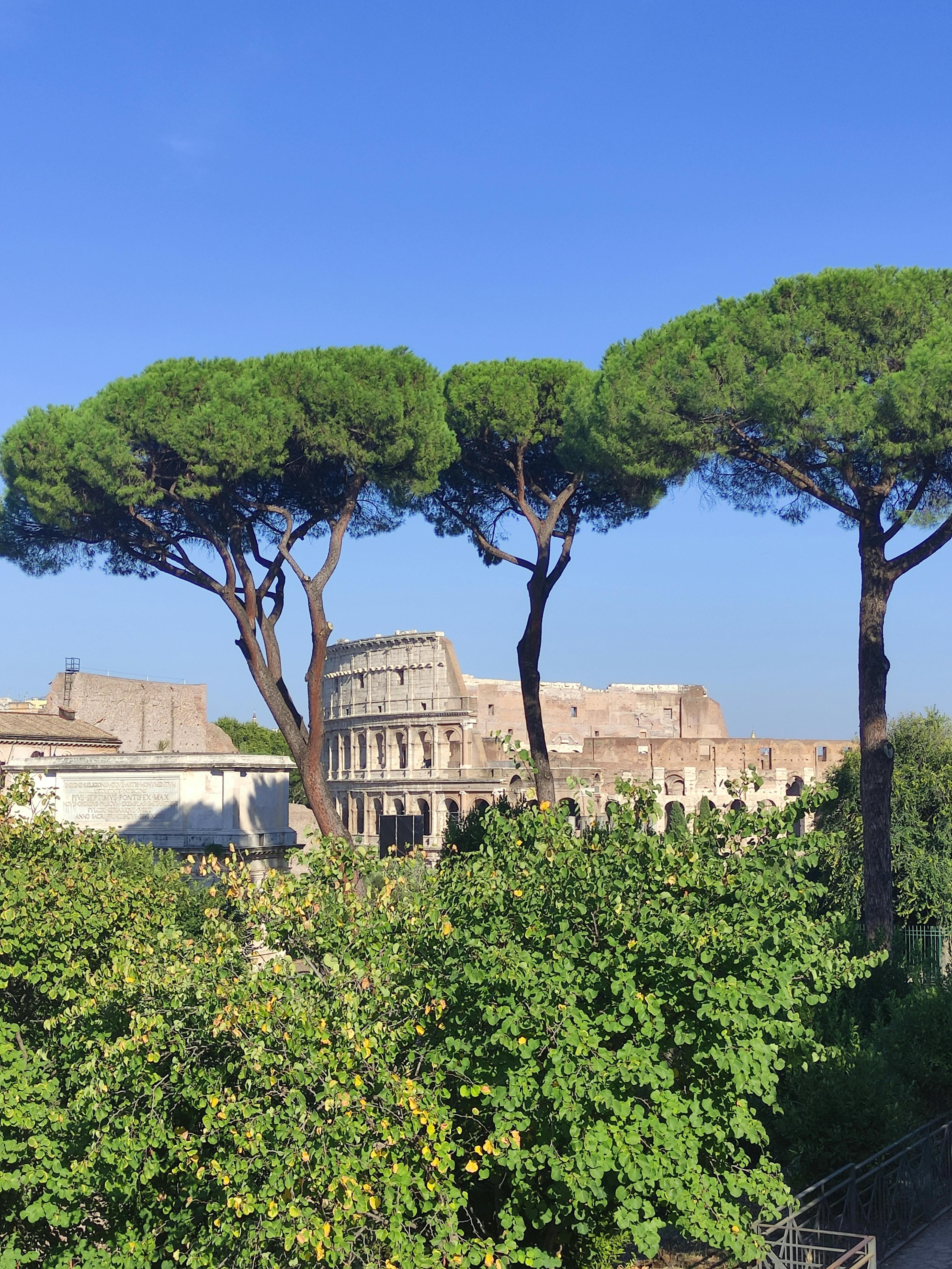 Green Trees and Bushes against the Coliseum in Rome · Free Stock Photo