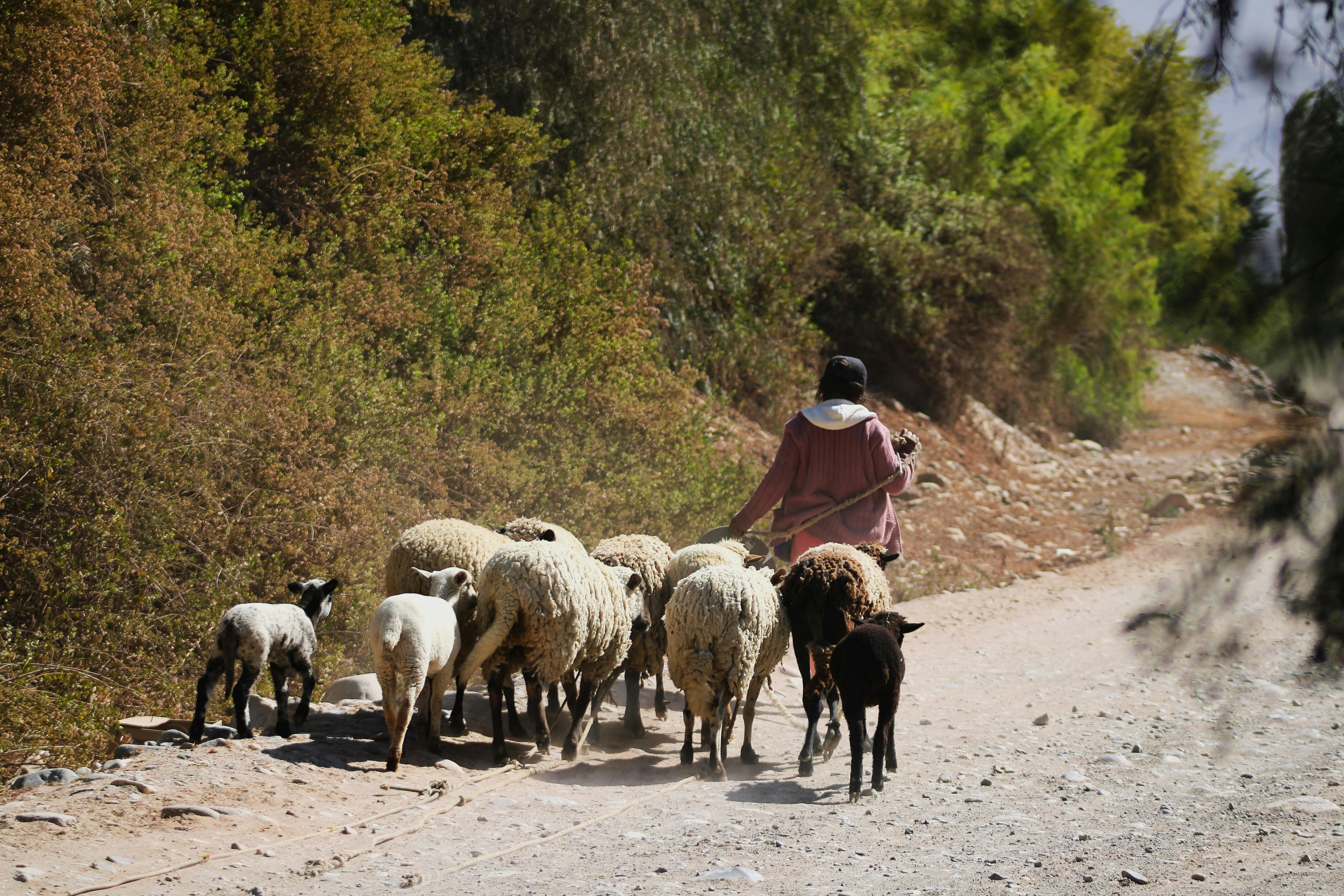 Woman Leading Sheep and Lambs · Free Stock Photo
