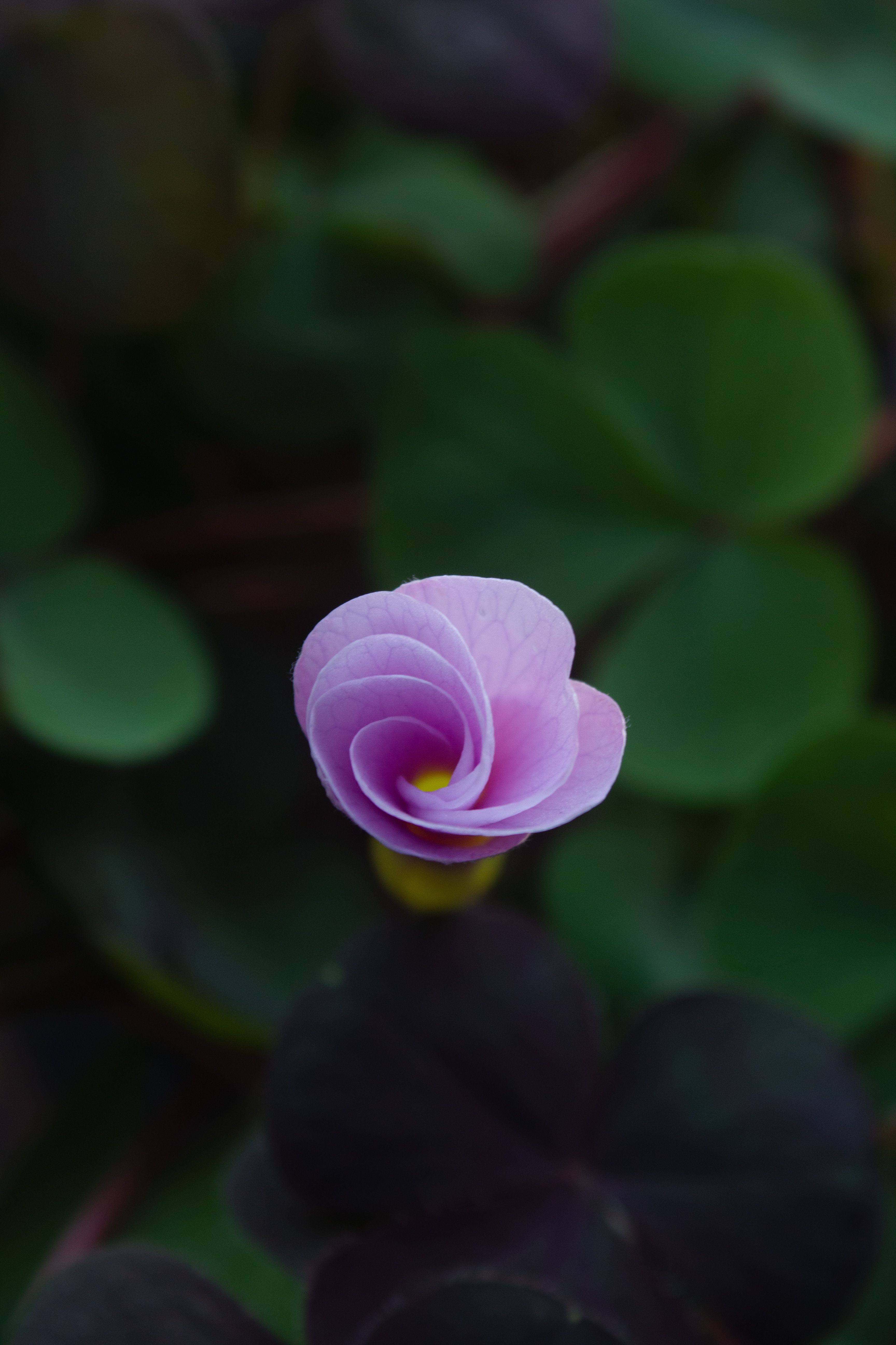 Close-up of an Unfolding Pink Flower · Free Stock Photo