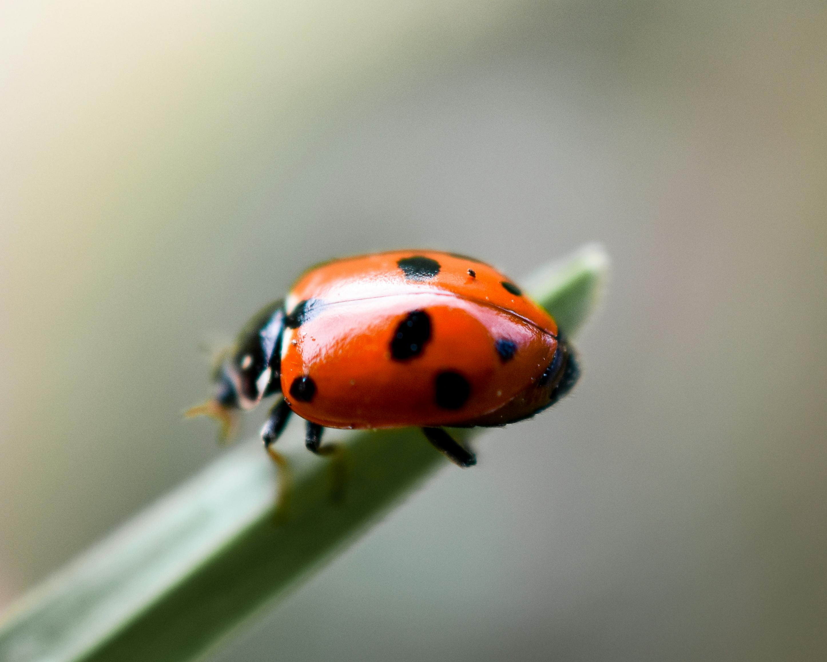 Blue Ladybug Photos, Download The BEST Free Blue Ladybug Stock Photos ...