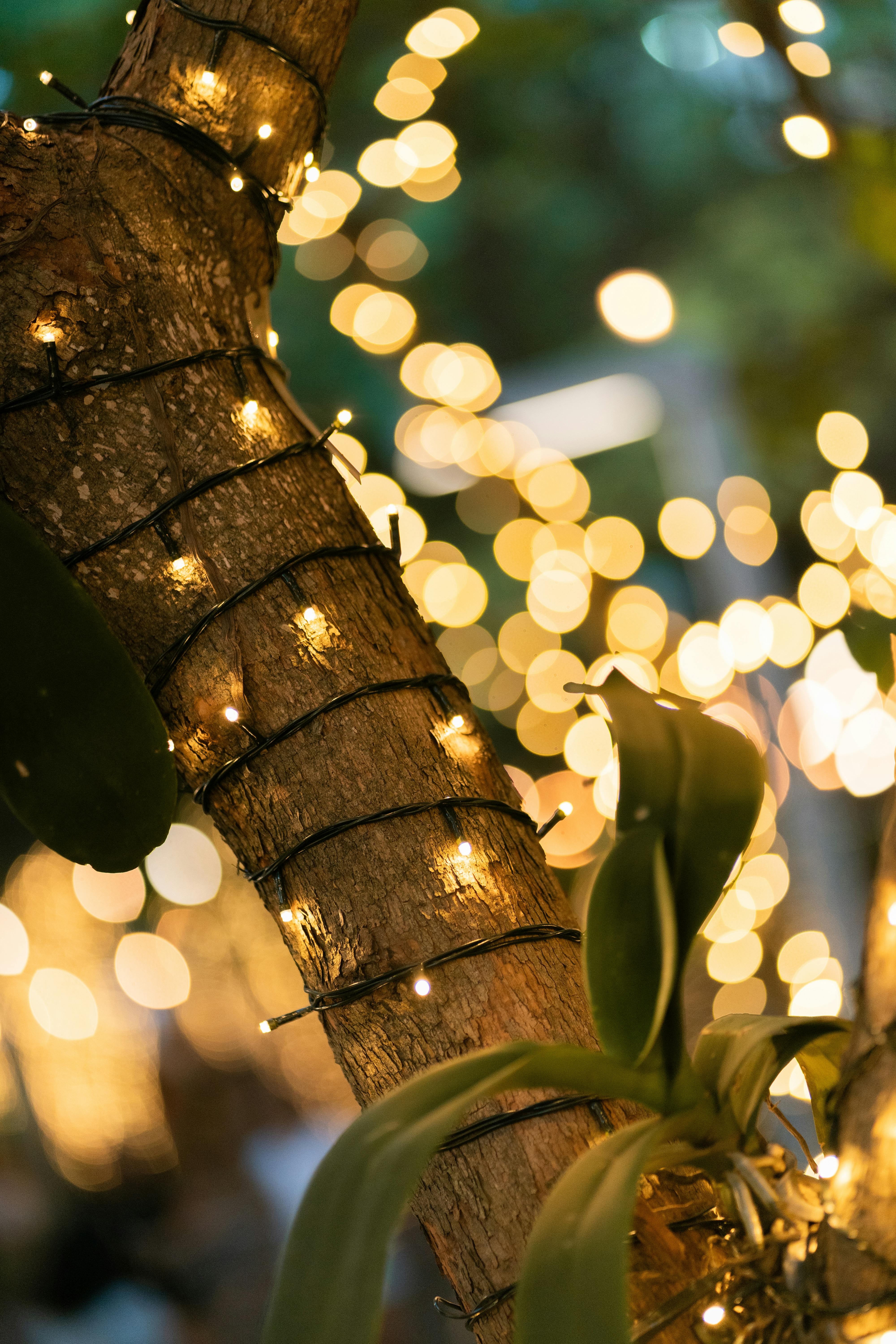 Brown String Lights in Tree · Free Stock Photo