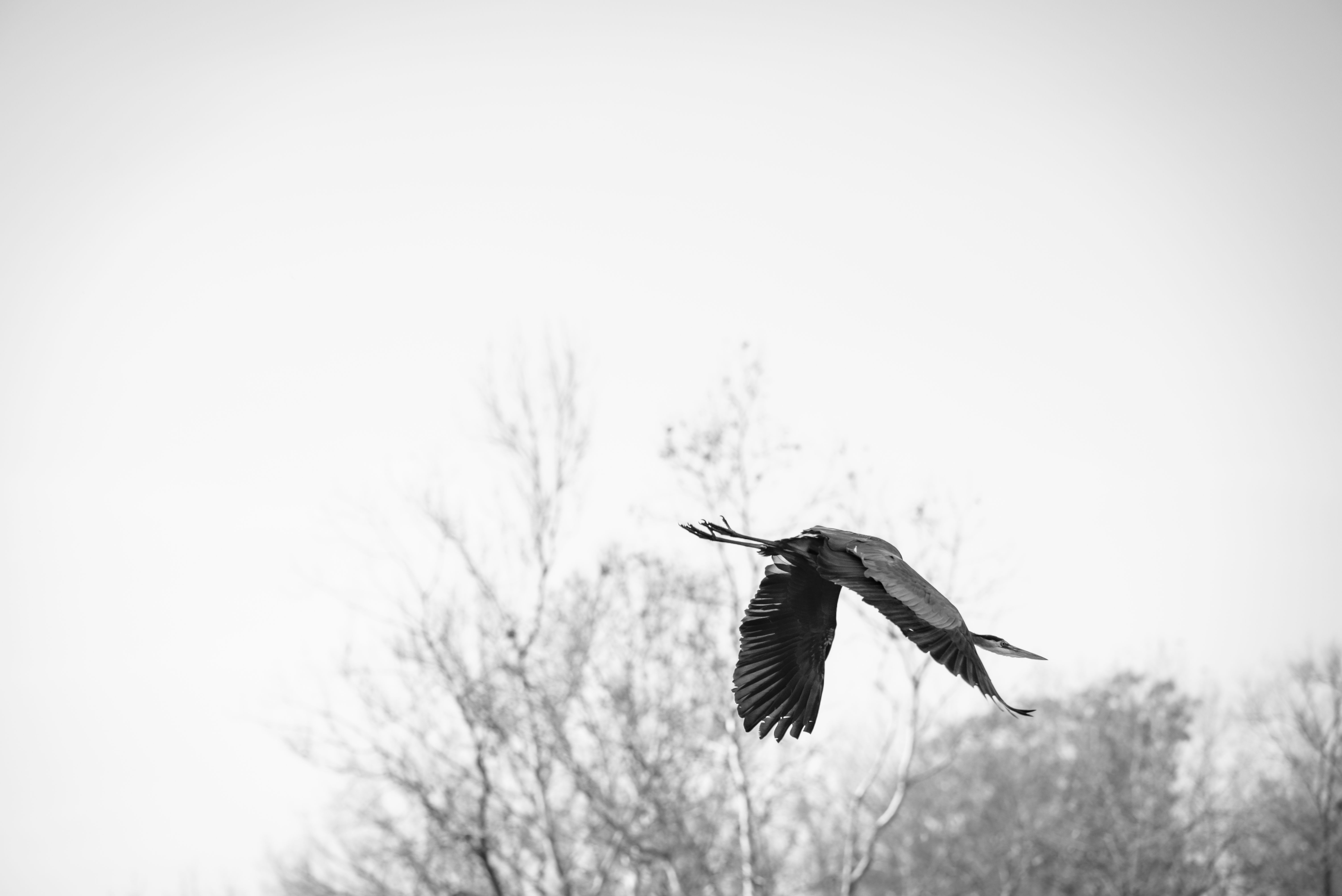 White Pigeon Flying · Free Stock Photo