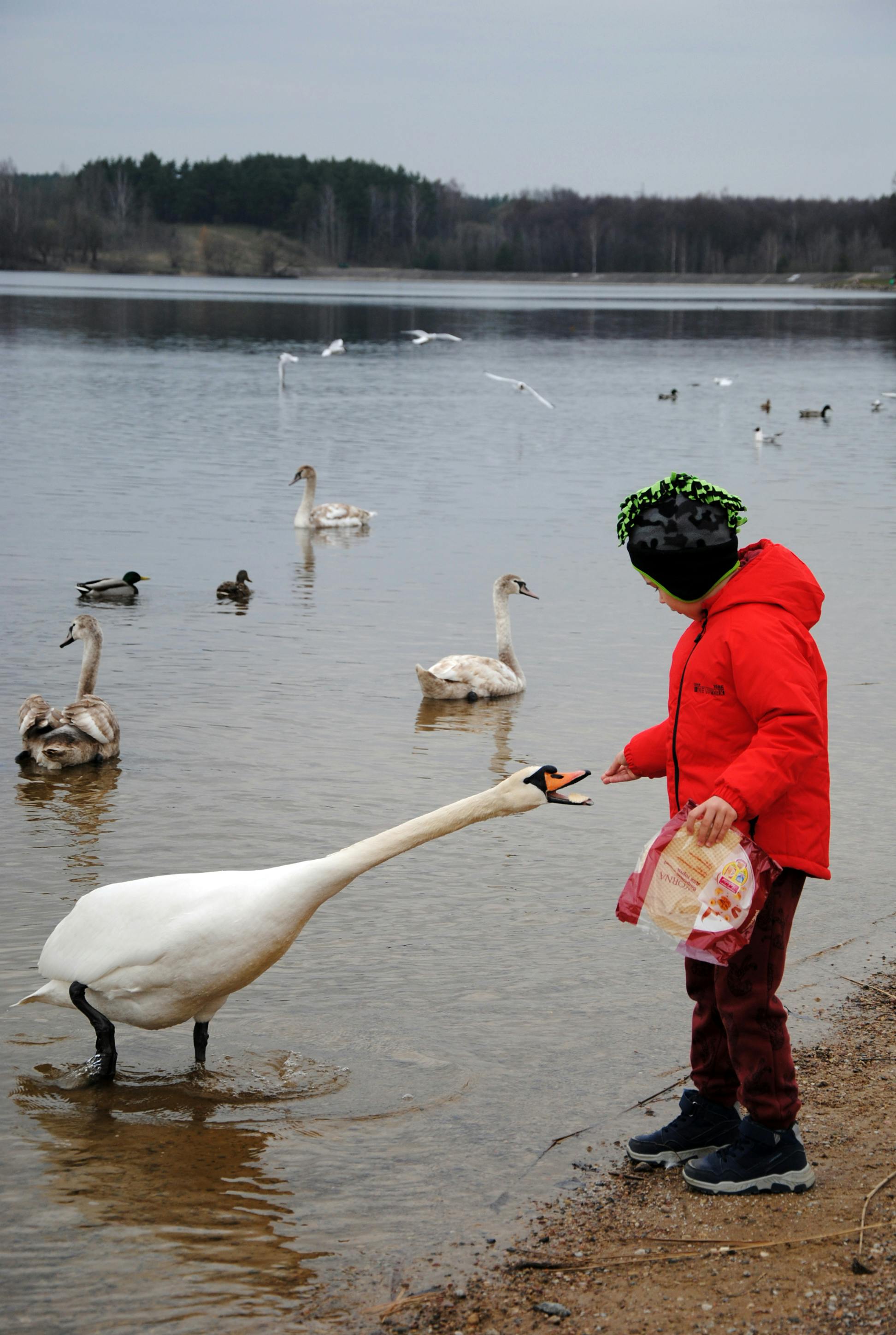 Swan Boy Photos, Download The BEST Free Swan Boy Stock Photos & HD Images