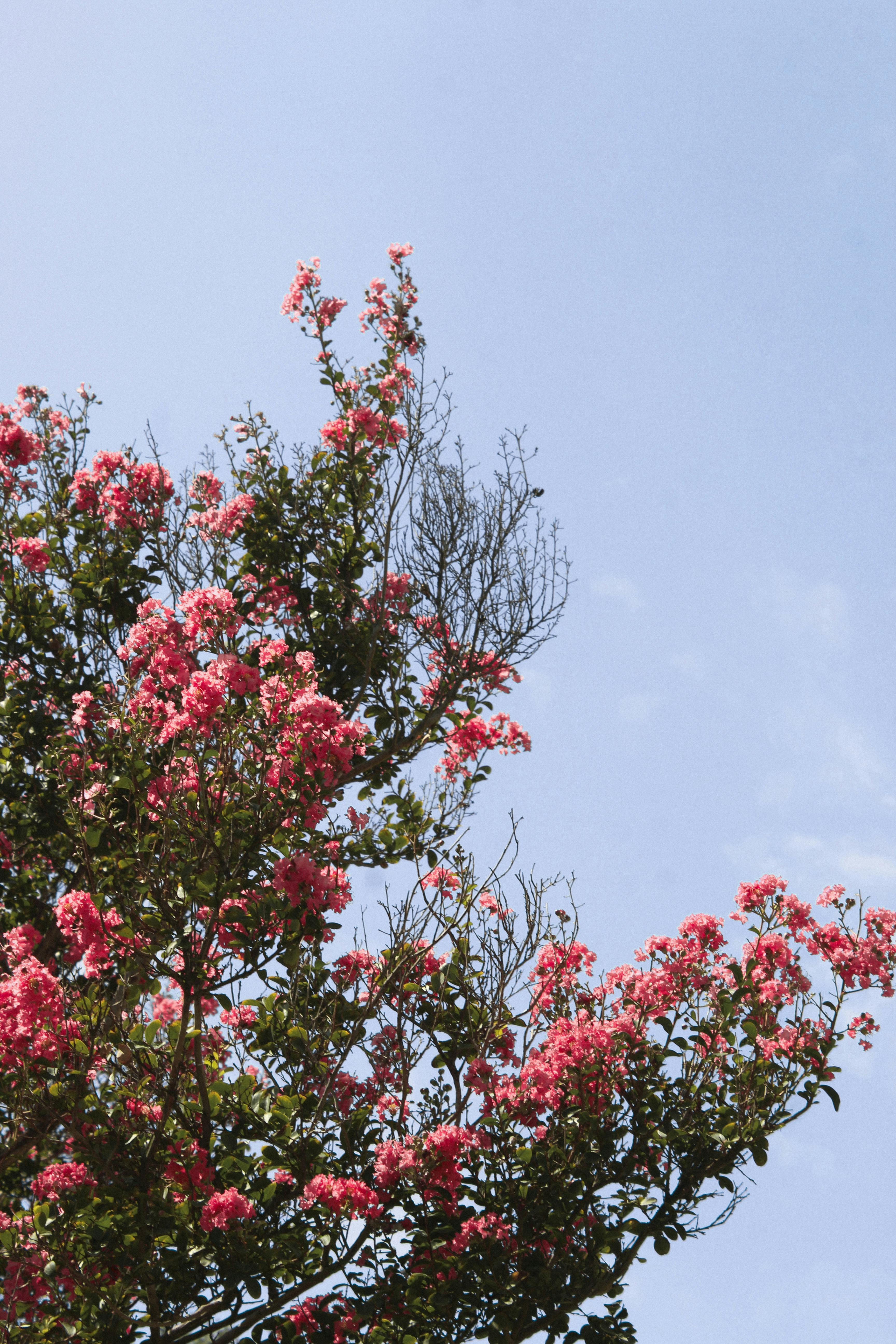 Spring Portugal Photos, Download The BEST Free Spring Portugal Stock ...