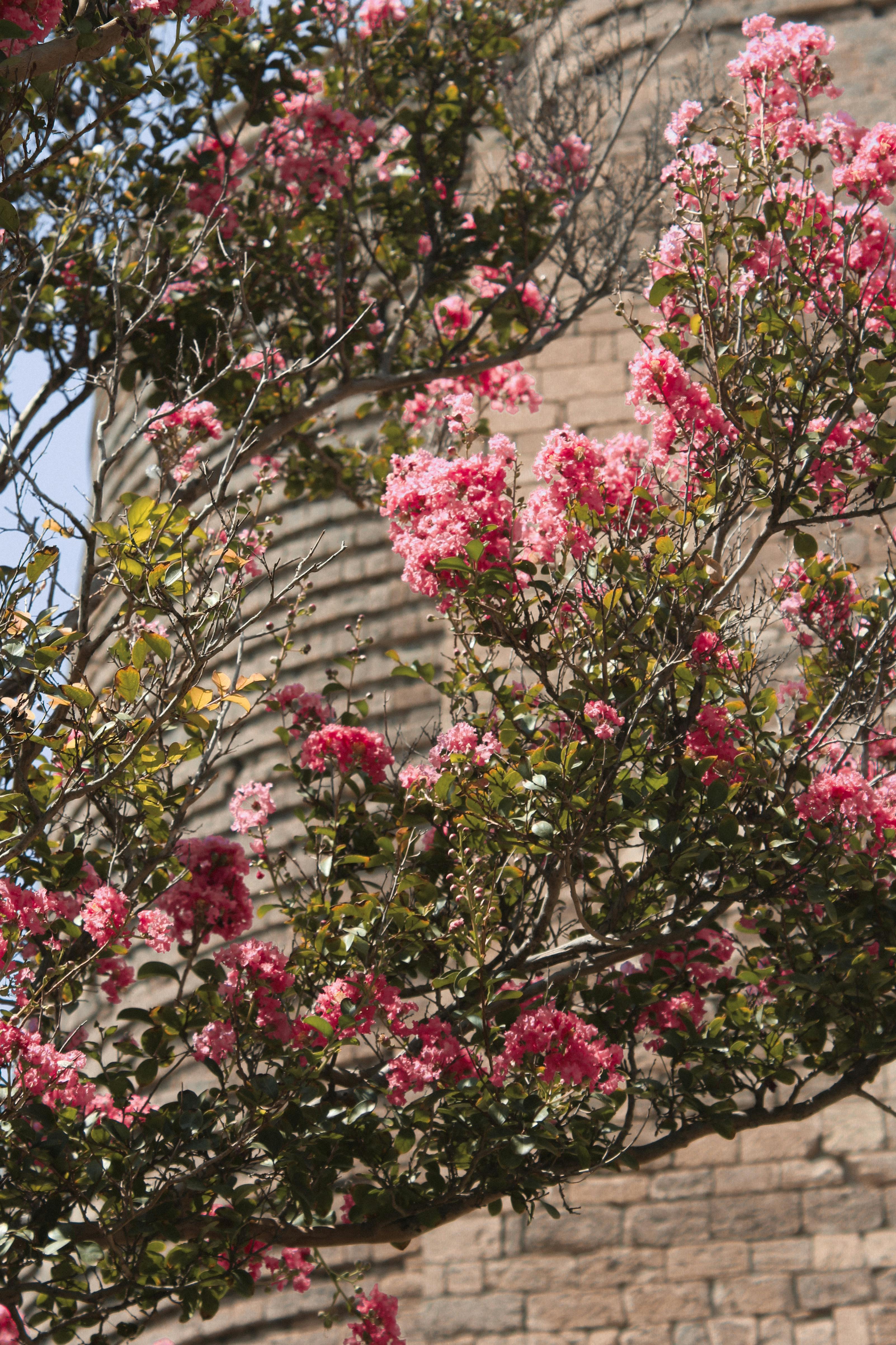 Spring Portugal Photos, Download The BEST Free Spring Portugal Stock ...