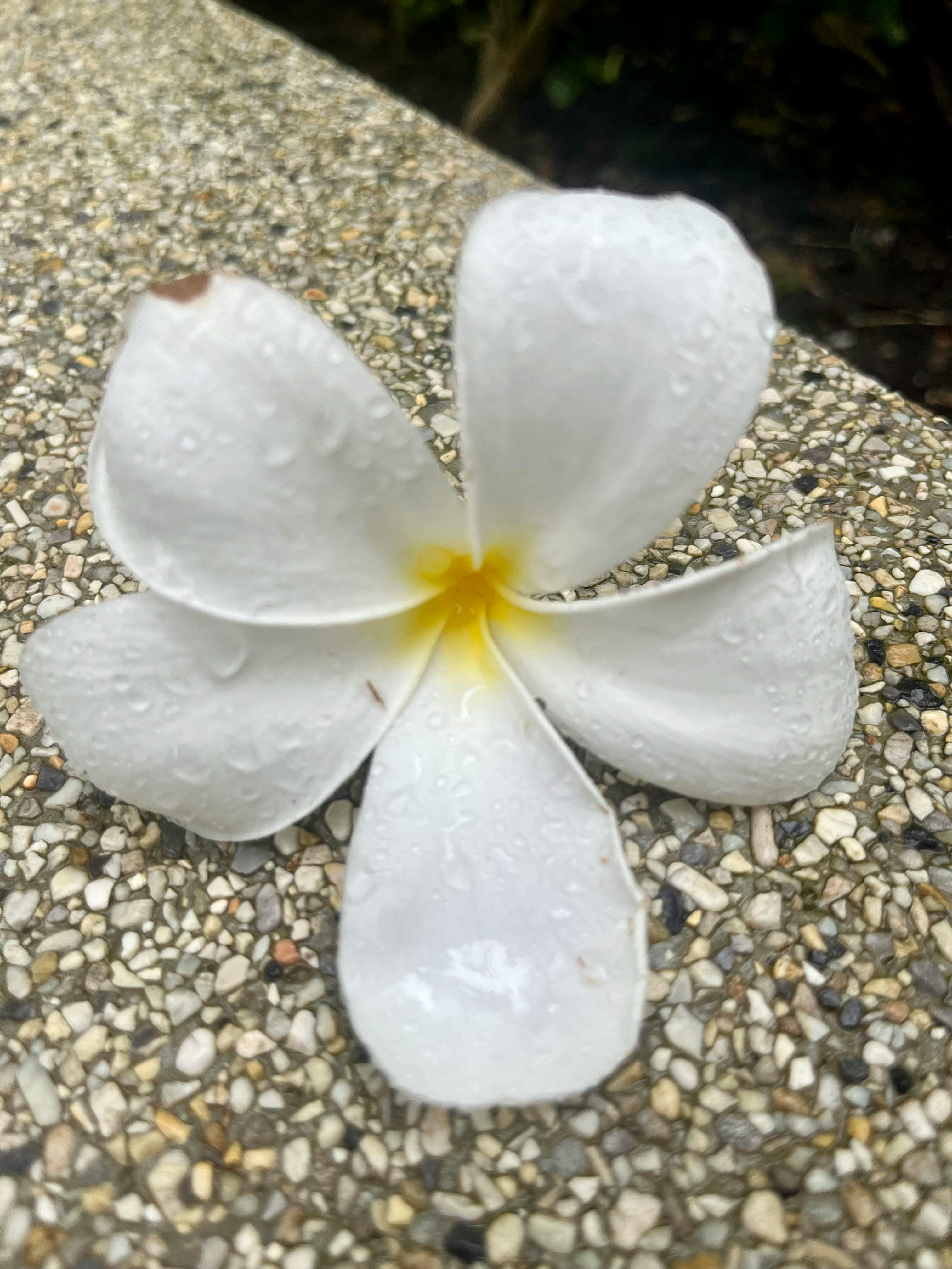 Chelsie Grace - 写真