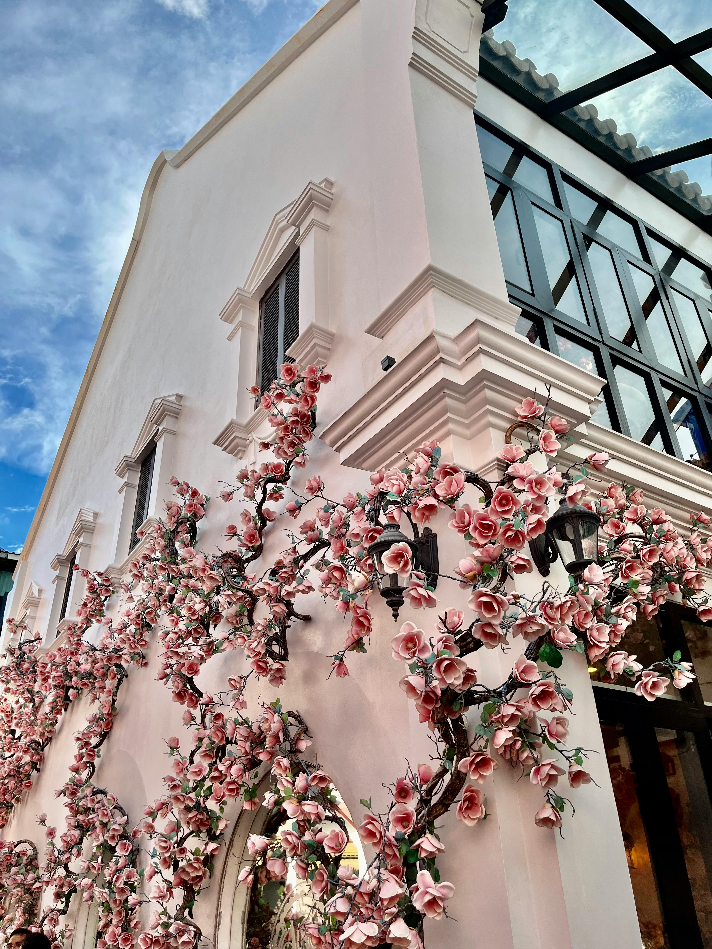 Chelsie Grace - 写真