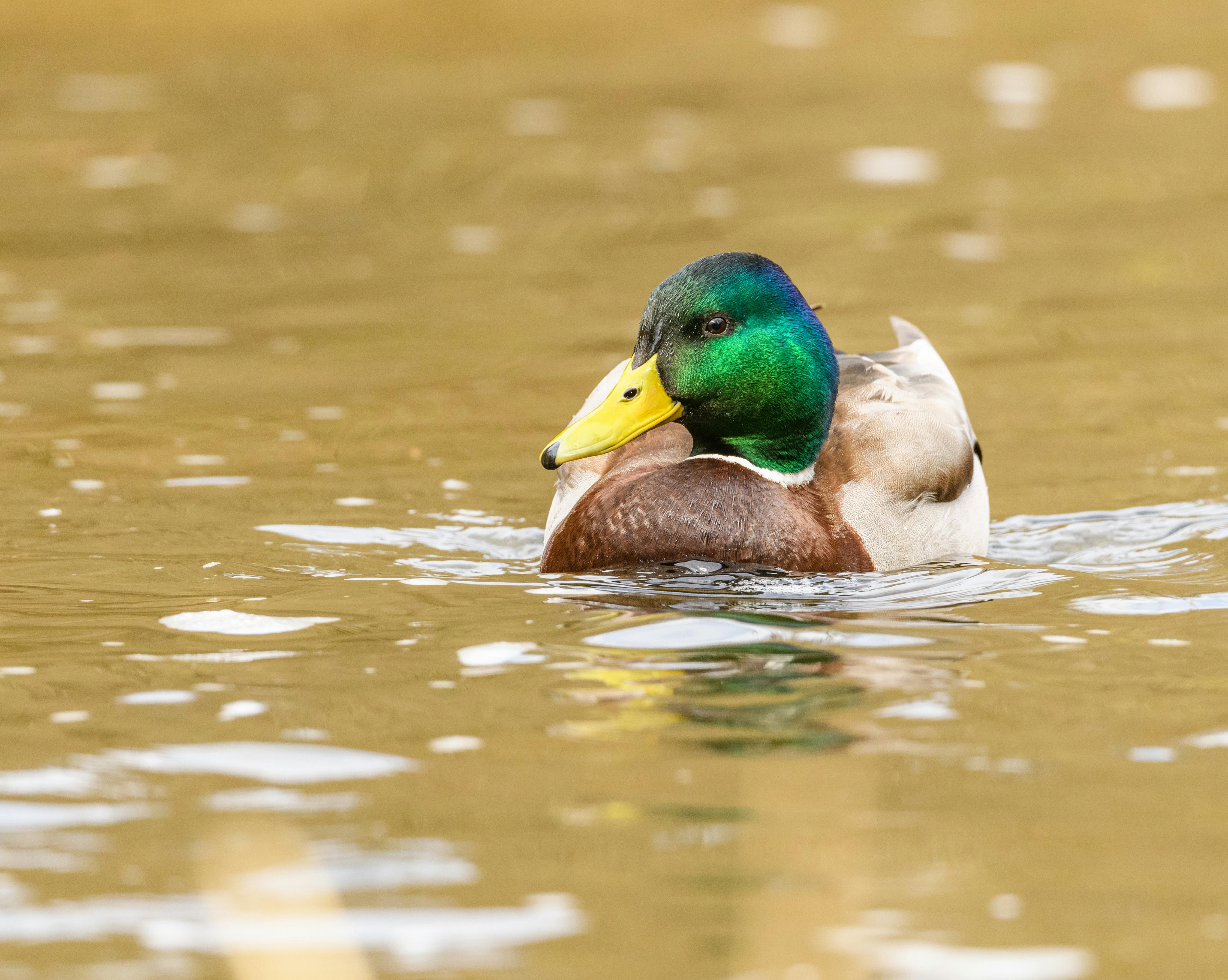 Bath Duck Photos, Download The BEST Free Bath Duck Stock Photos & HD Images
