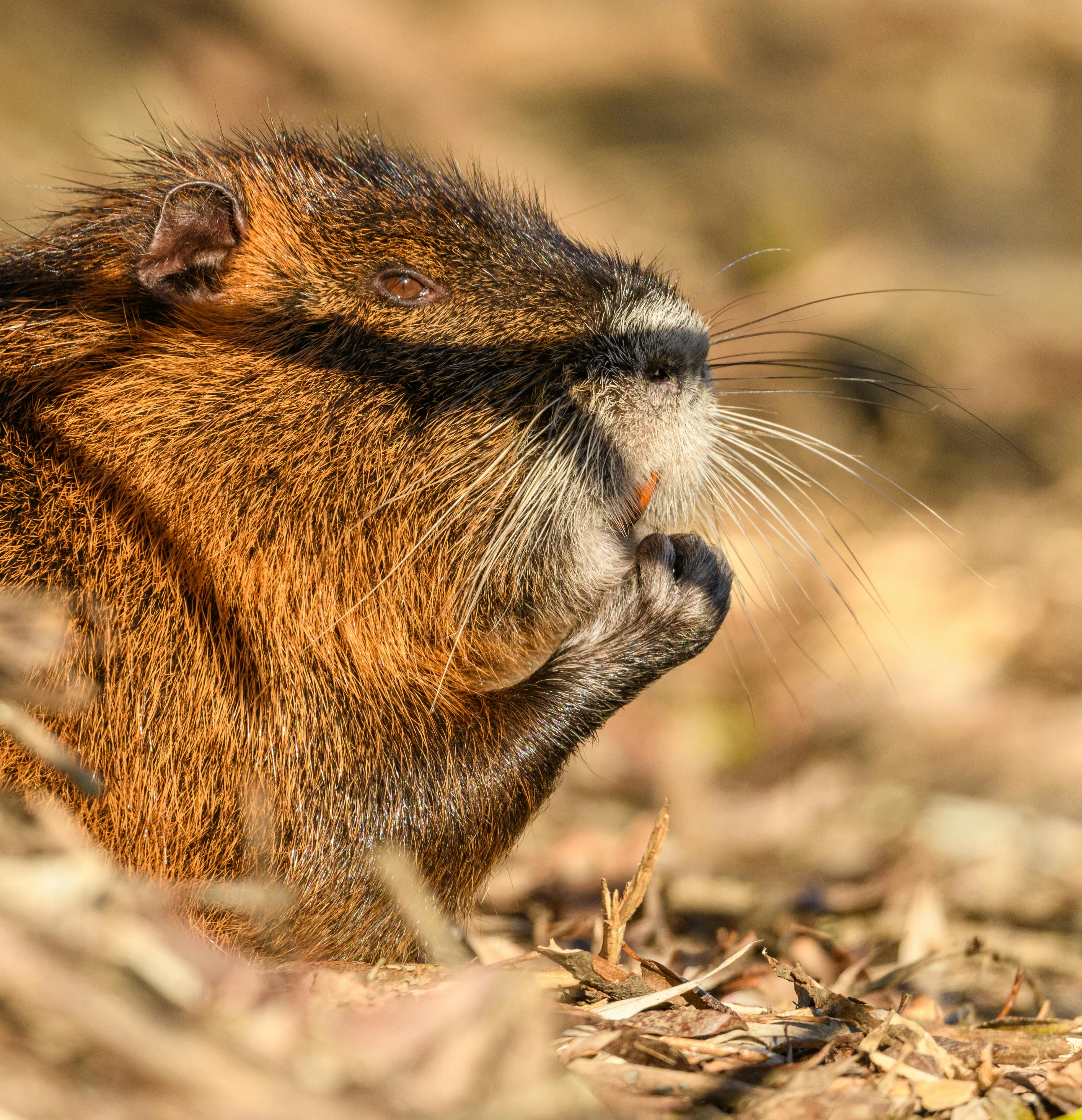 Close up of Nutria Rodent · Free Stock Photo