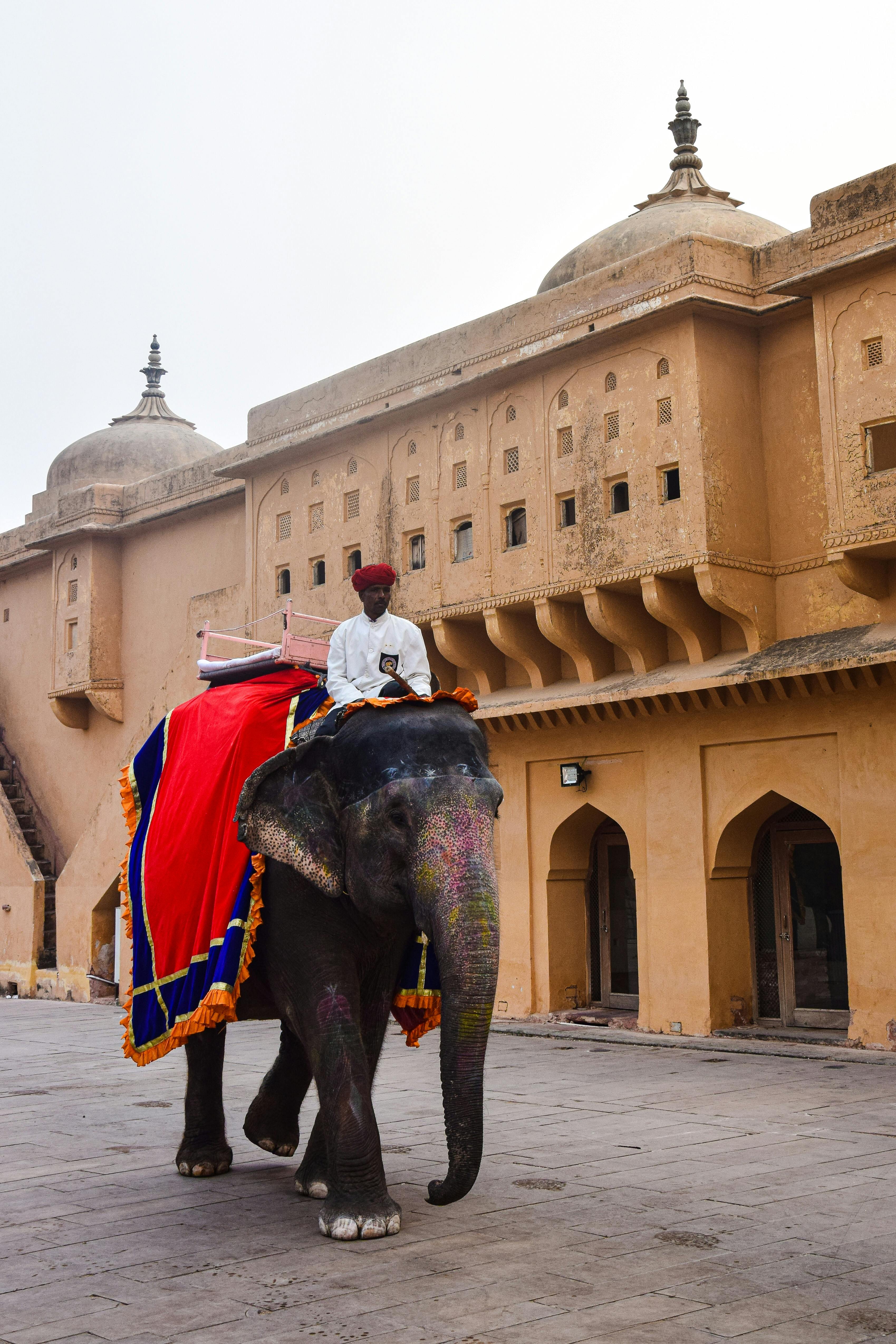 Man Riding Elephant in City · Free Stock Photo