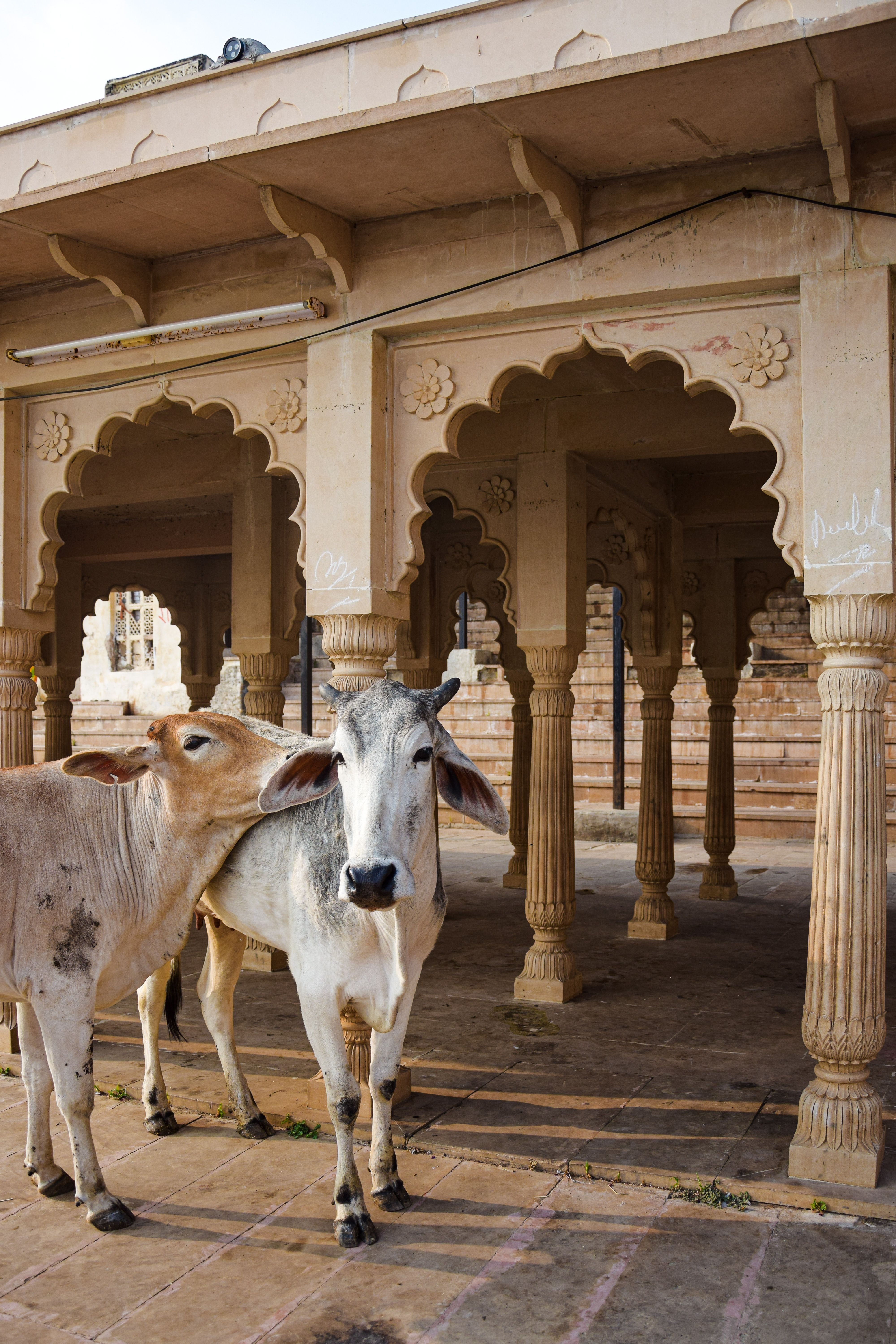 Cows near Building in Town in India · Free Stock Photo
