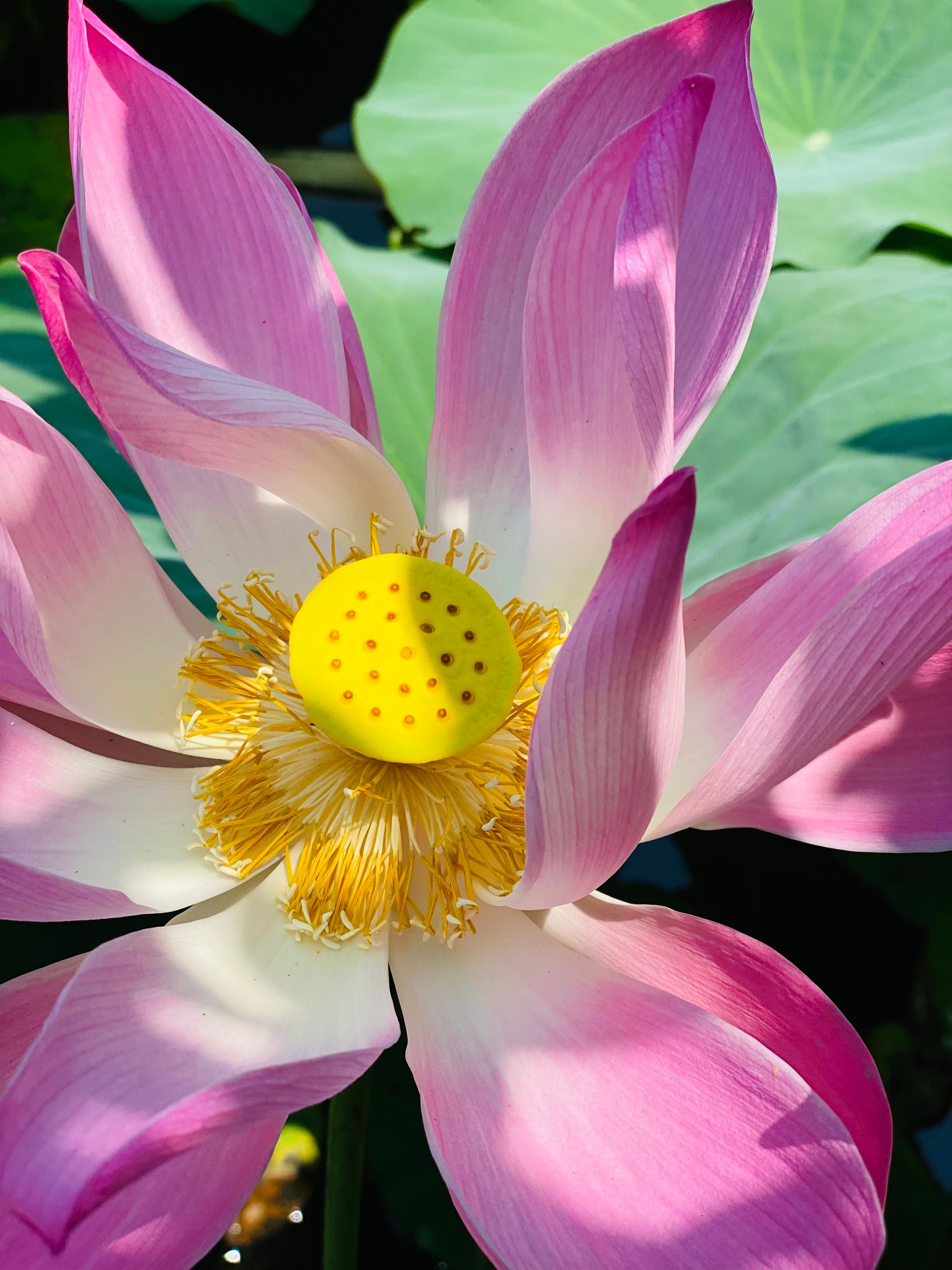 Flower Micro Photos, Download The BEST Free Flower Micro Stock Photos ...